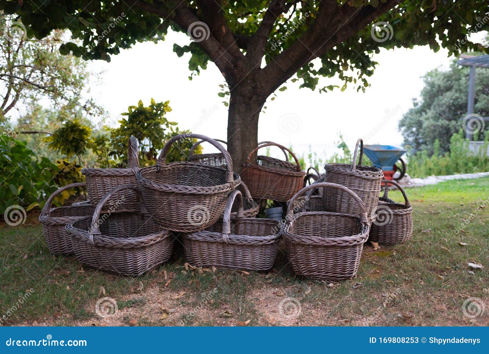 Empty Wooden Baskets for Harvest Under a Tree Stock Image - Image of ...