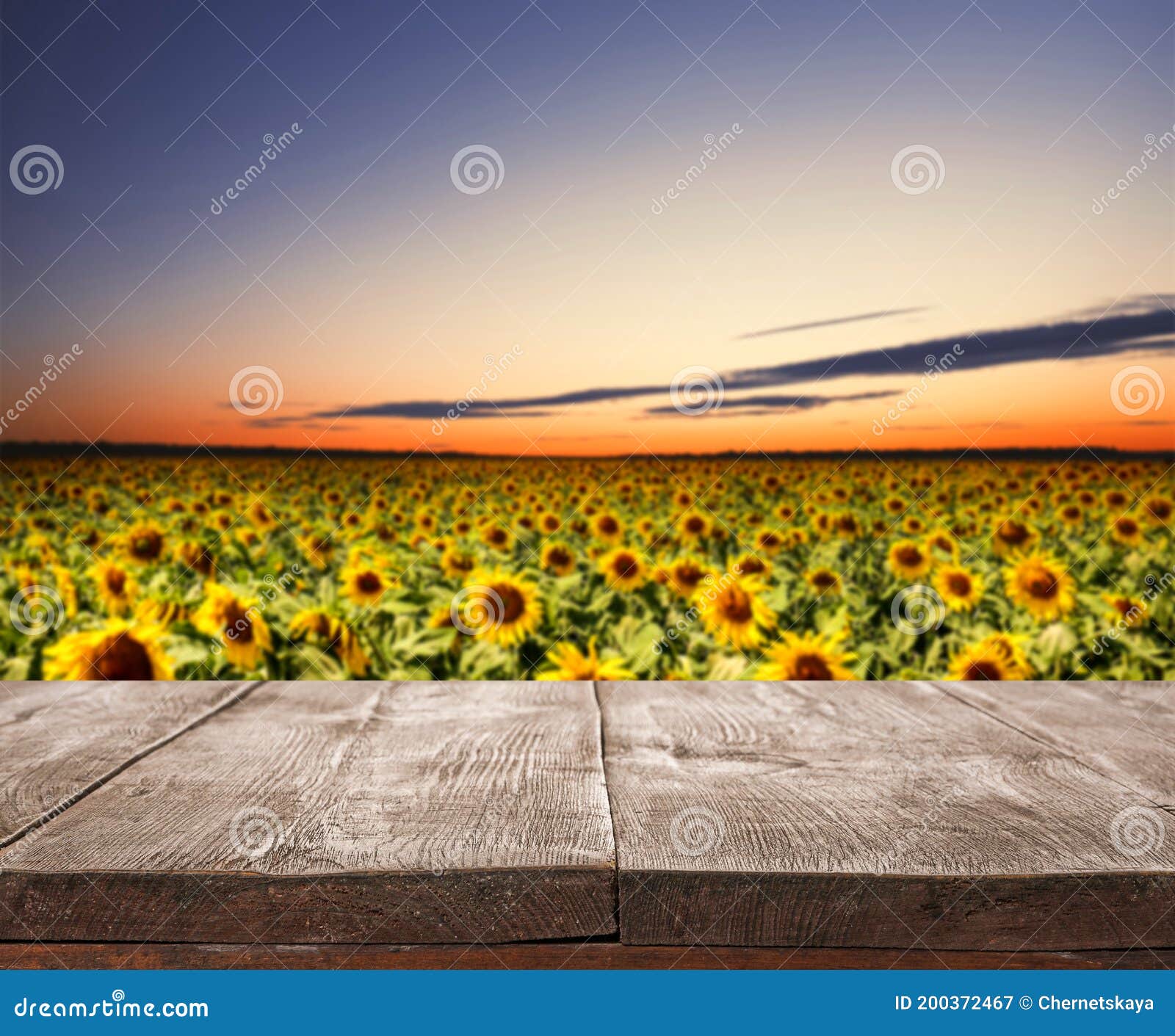 Empty Wooden Surface in Sunflower Field at Sunset Stock Image - Image ...