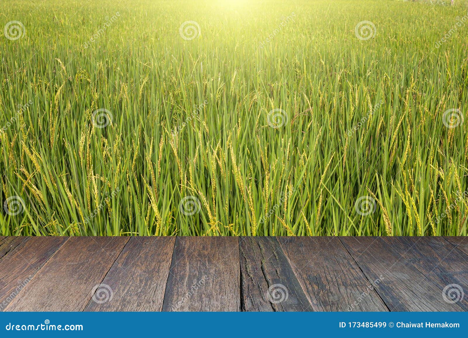 Empty Wooden Table with Rice Berry Field Background Stock Image - Image ...