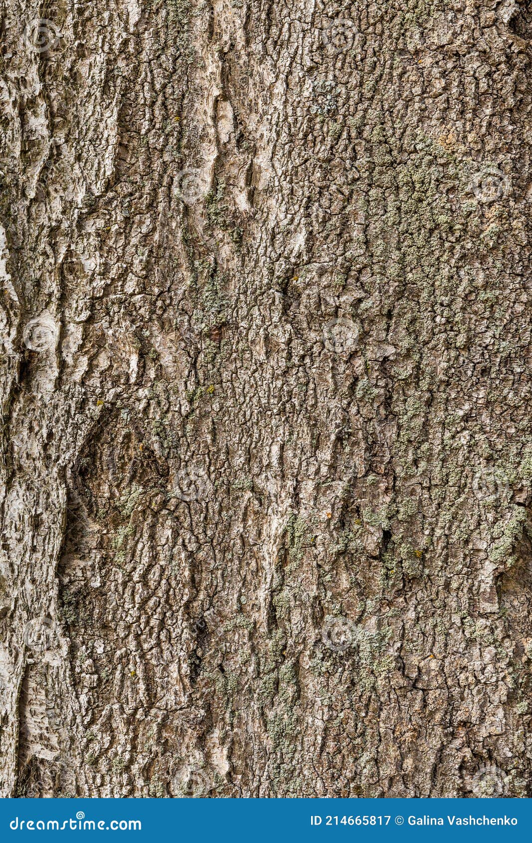 Empty Wooden Texture Tree of Dark, Rough Tree Bark Brown Color Stock ...