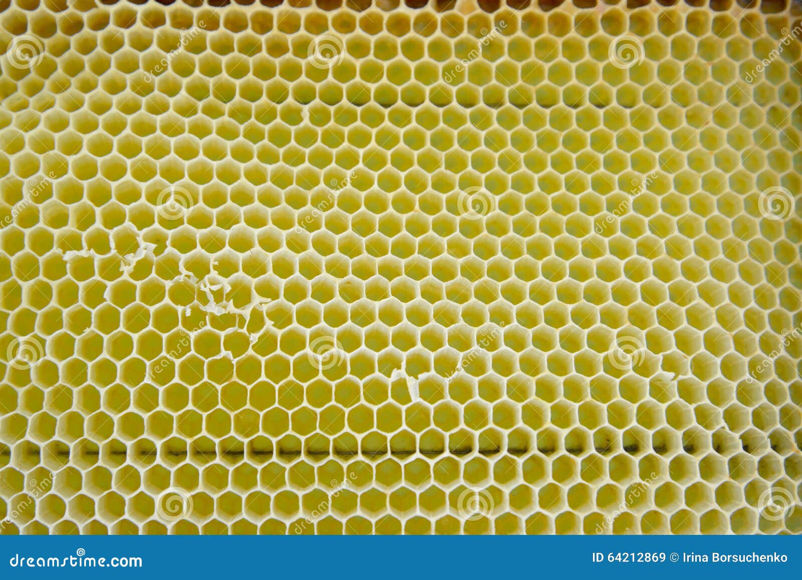 Empty Yellow Bee Cells, Background Stock Image - Image of form ...
