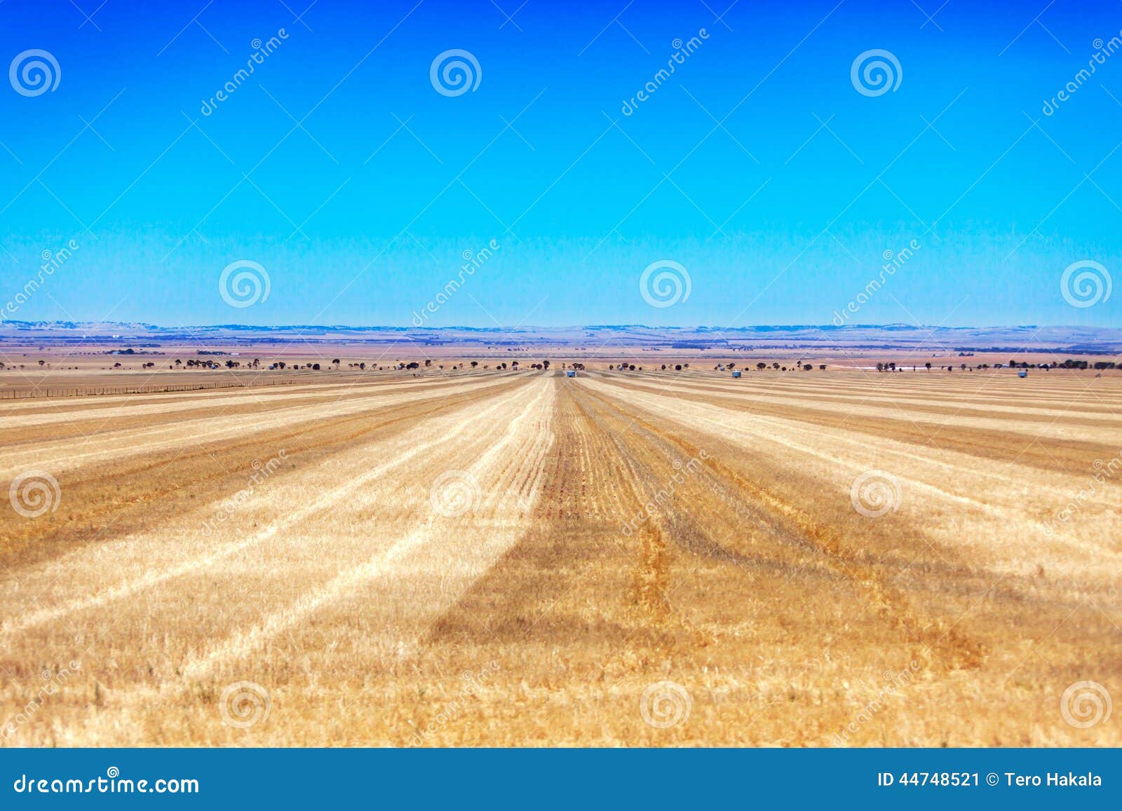 Empty Yellow Fields and Bright Blue Sky in Australia Stock Image ...