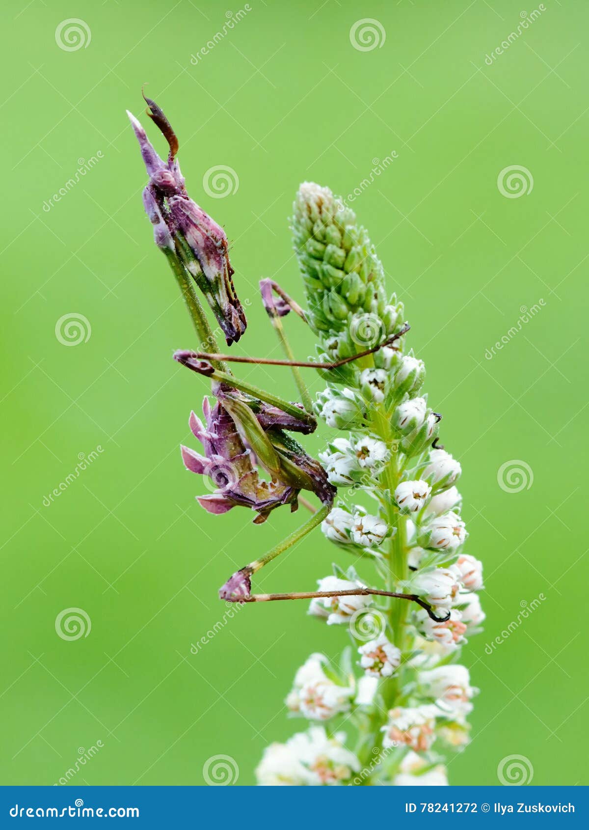 Empusa-fasciata 02 stockfoto. Bild von nave, sommer, gebet - 78241272
