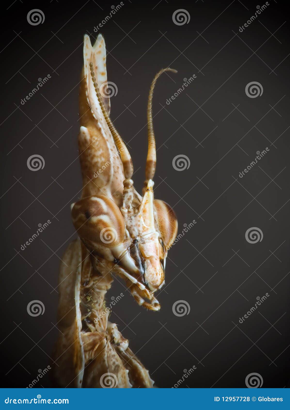 Empusa fasciata mantis stock photo. Image of alien, portrait - 12957728