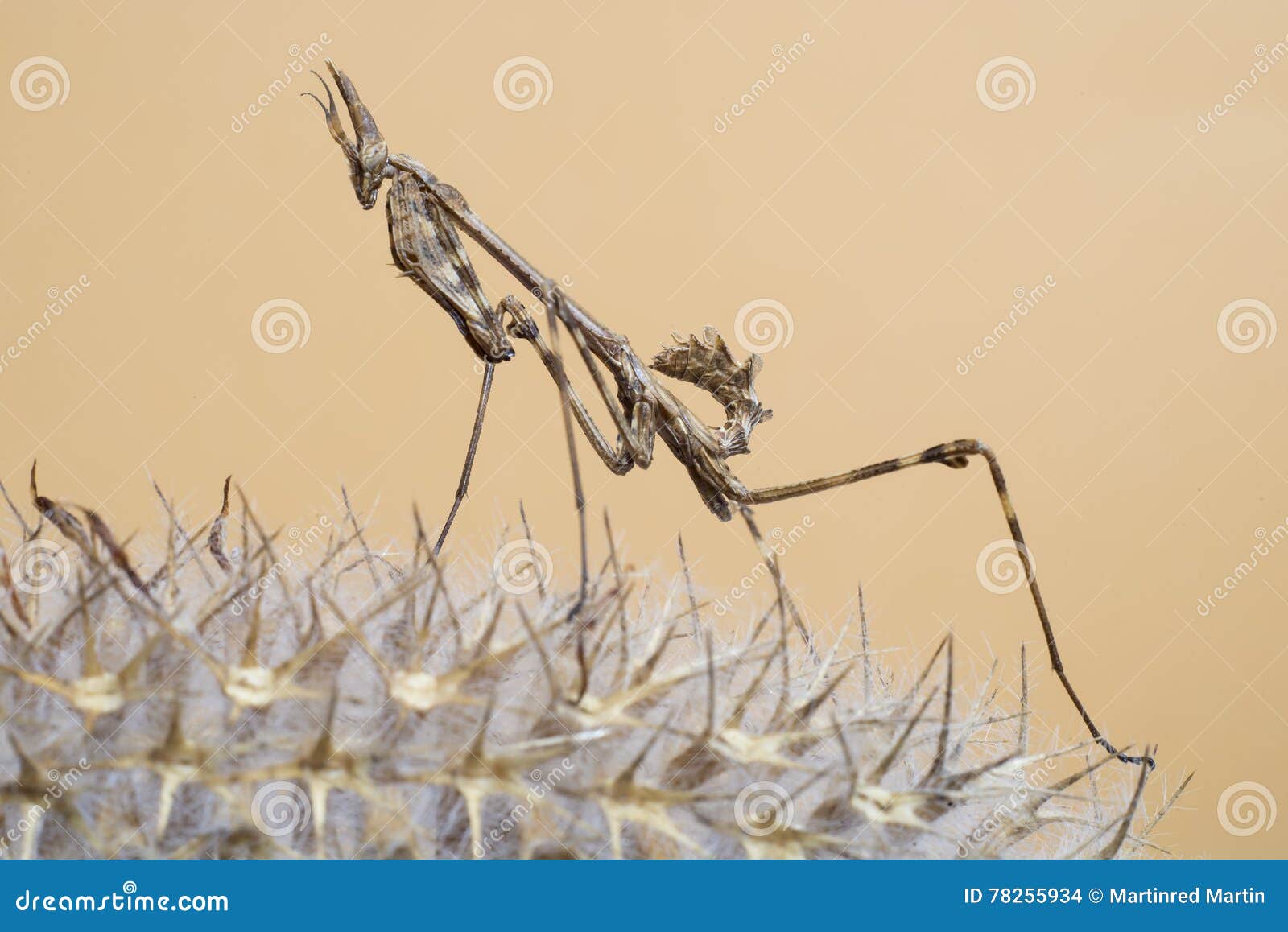 Empusa Pennata on Dry Flower. the Empusa or Mantis Stick is a Kind of ...
