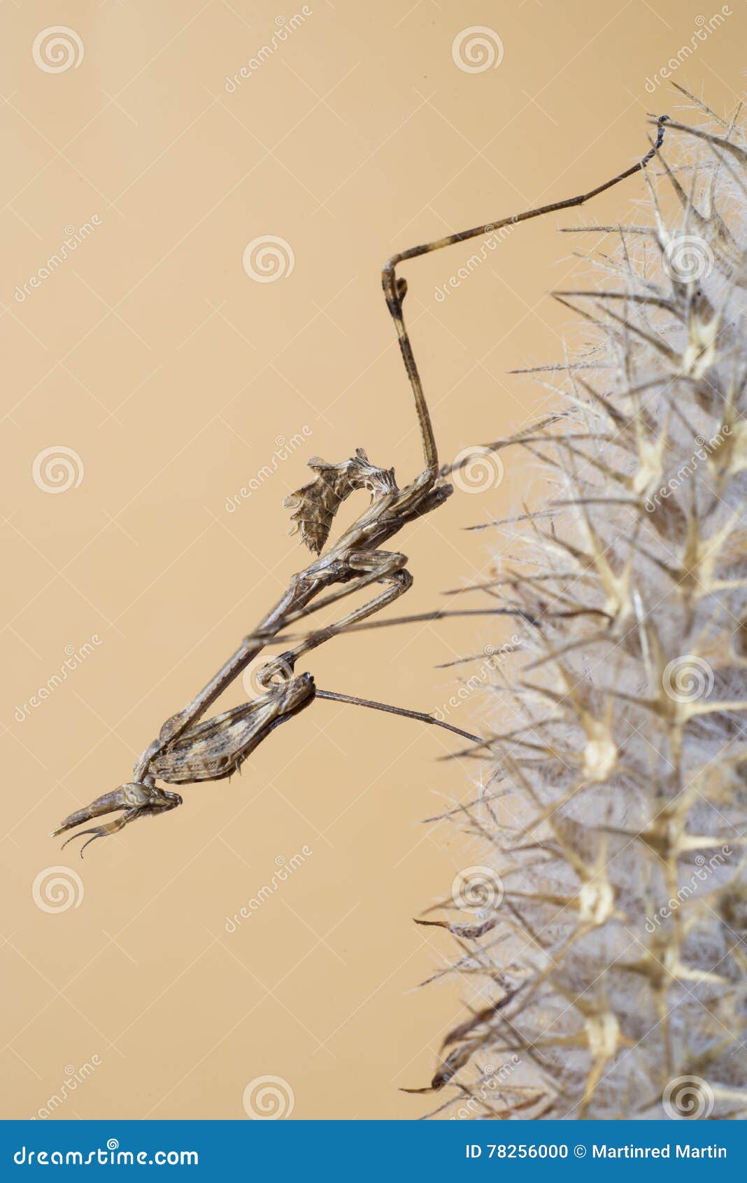 Empusa Pennata on Dry Flower. the Empusa or Mantis Stick is a Kind of ...