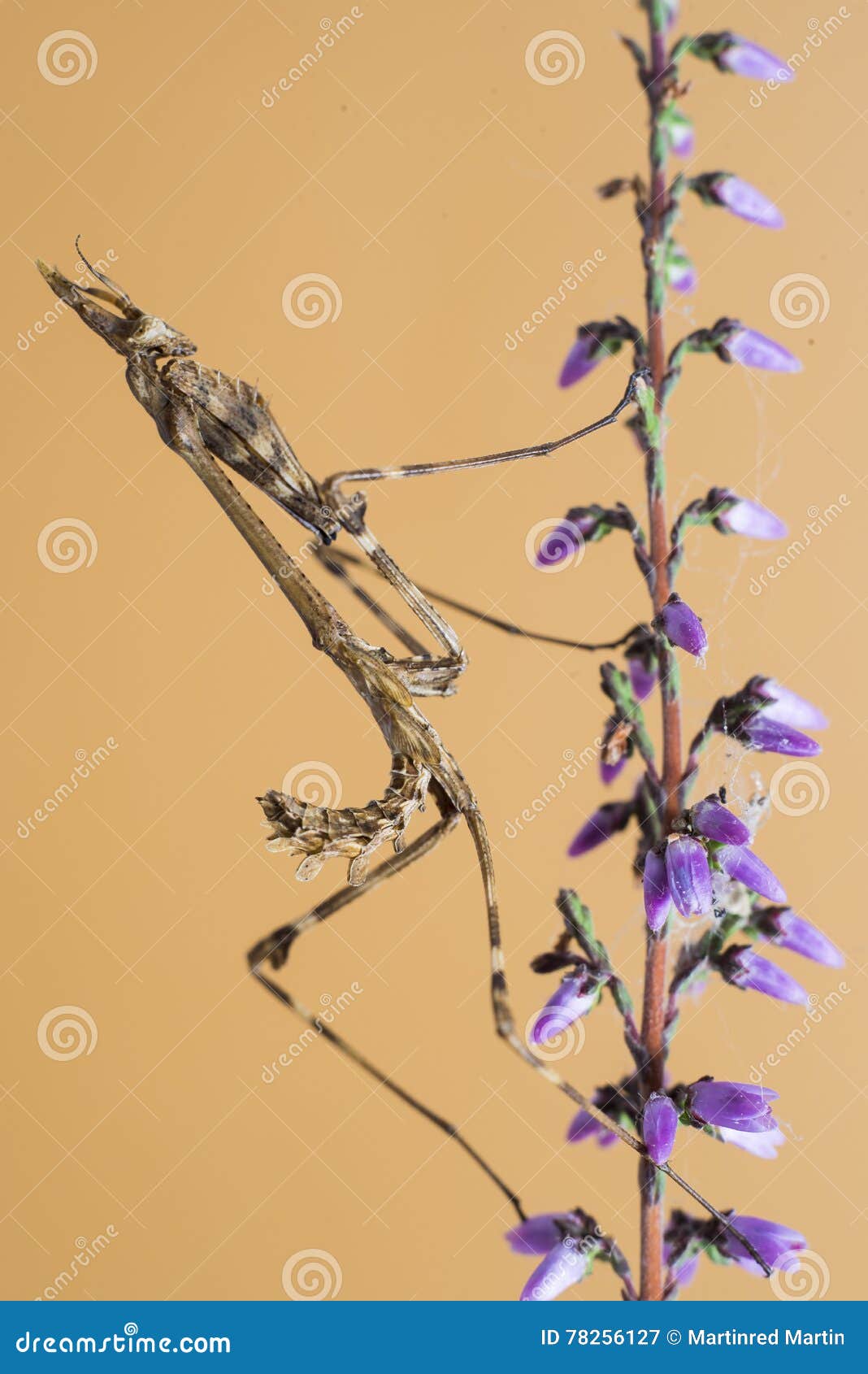 Empusa Pennata on Dry Flower. the Empusa or Mantis Stick is a Kind of ...