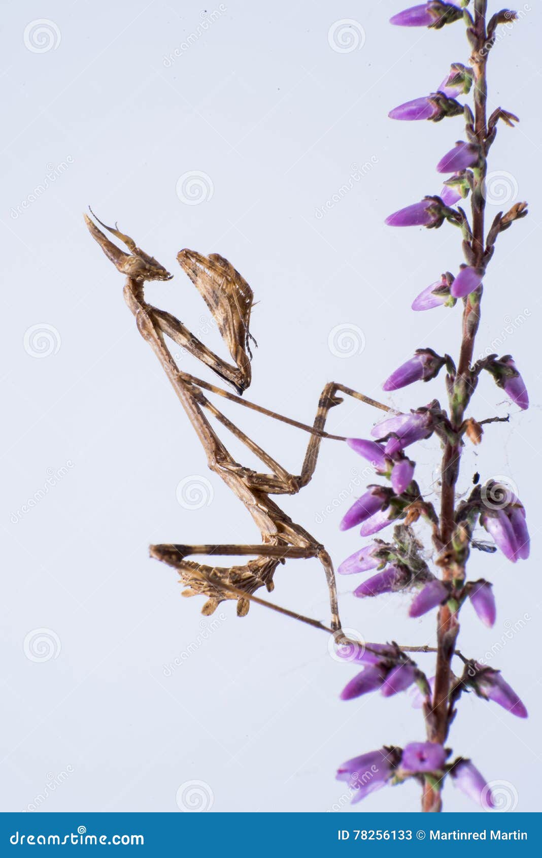 Empusa Pennata on Dry Flower. the Empusa or Mantis Stick is a Kind of ...