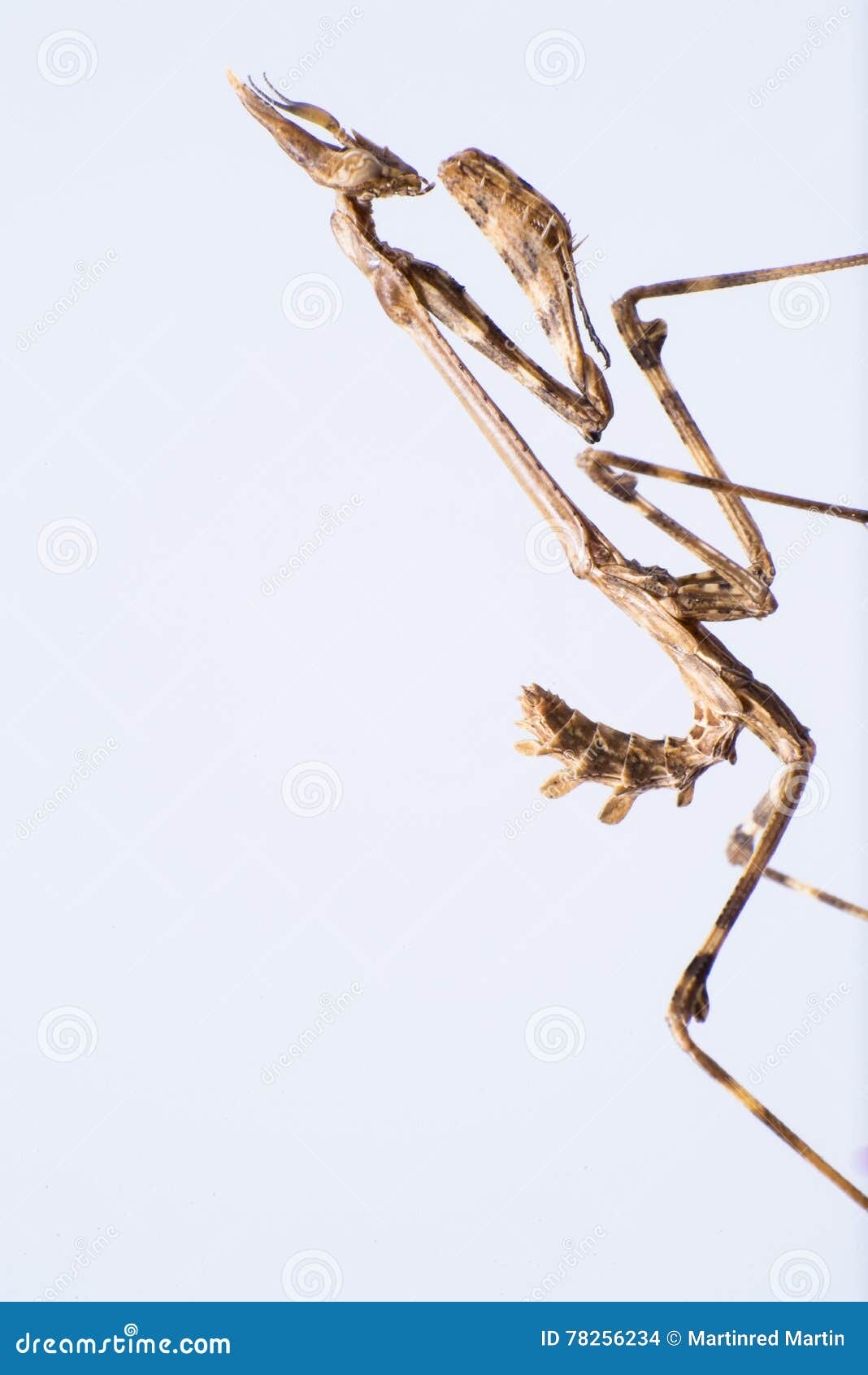 Empusa Pennata on Dry Flower. the Empusa or Mantis Stick is a Kind of ...