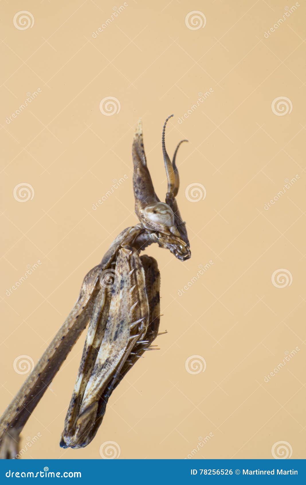 Empusa Pennata on Dry Flower. the Empusa or Mantis Stick is a Kind of ...