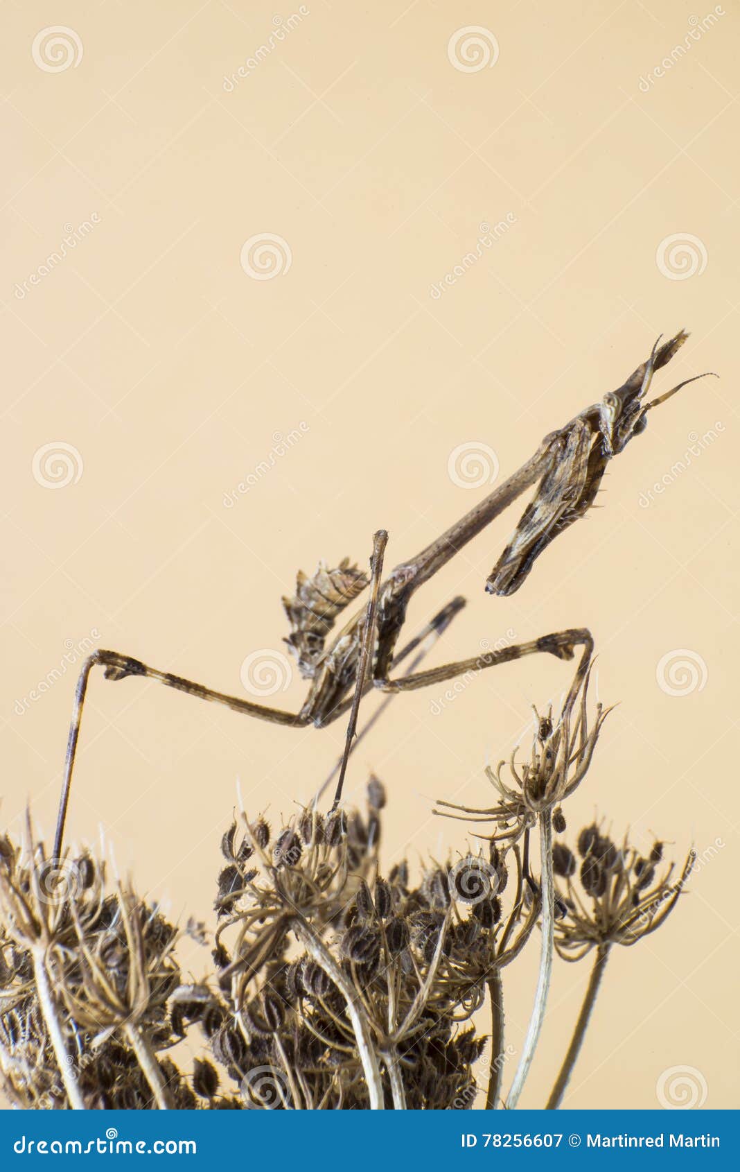 Empusa Pennata on Dry Flower. the Empusa or Mantis Stick is a Kind of ...
