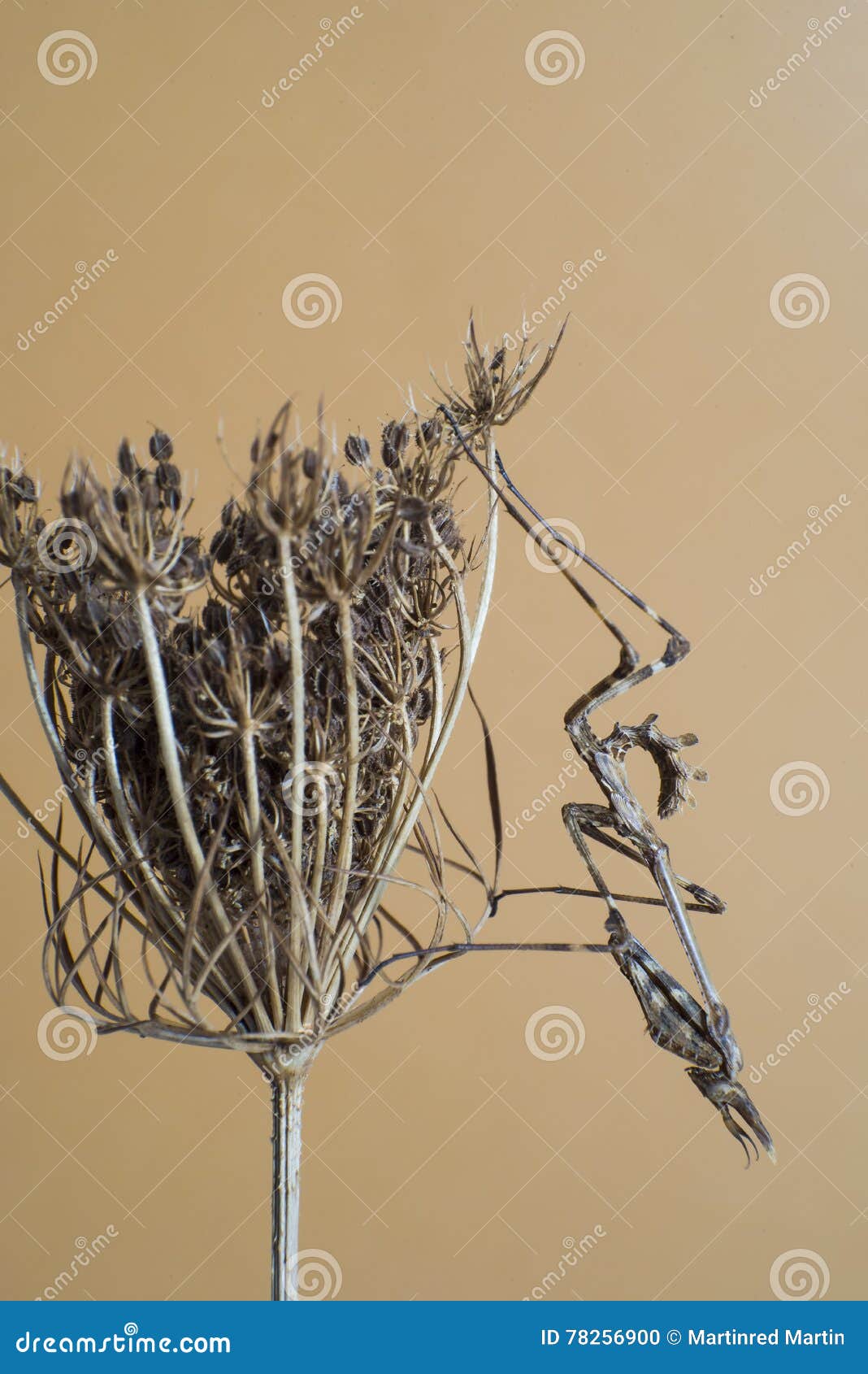 Empusa Pennata on Dry Flower. the Empusa or Mantis Stick is a Kind of ...