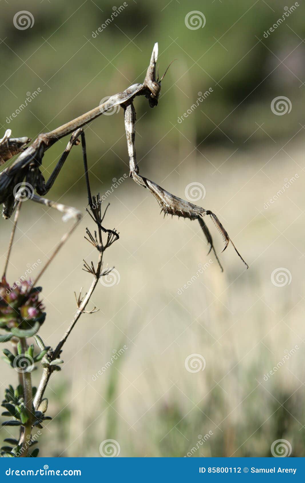 Empusa mantis stock photo. Image of fauna, wild, insect - 85800112