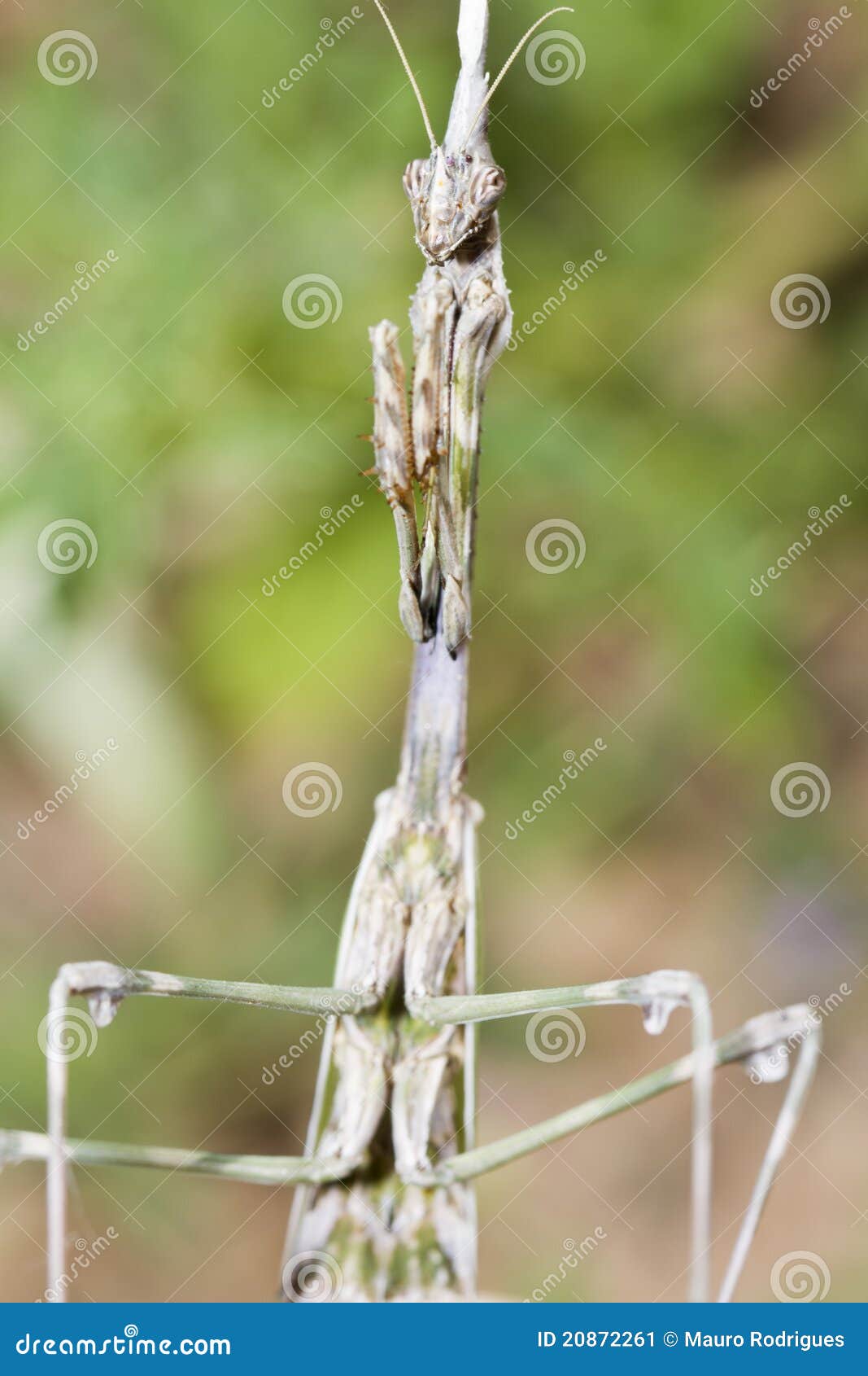 Empusa pennata stock image. Image of fauna, small, algarve - 20872261