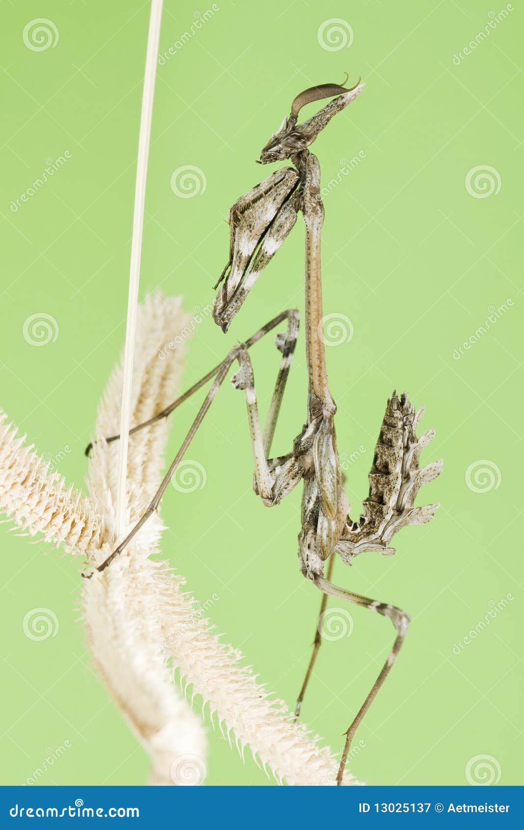 Empusa pennata insect stock image. Image of reptile, antennas - 13025137