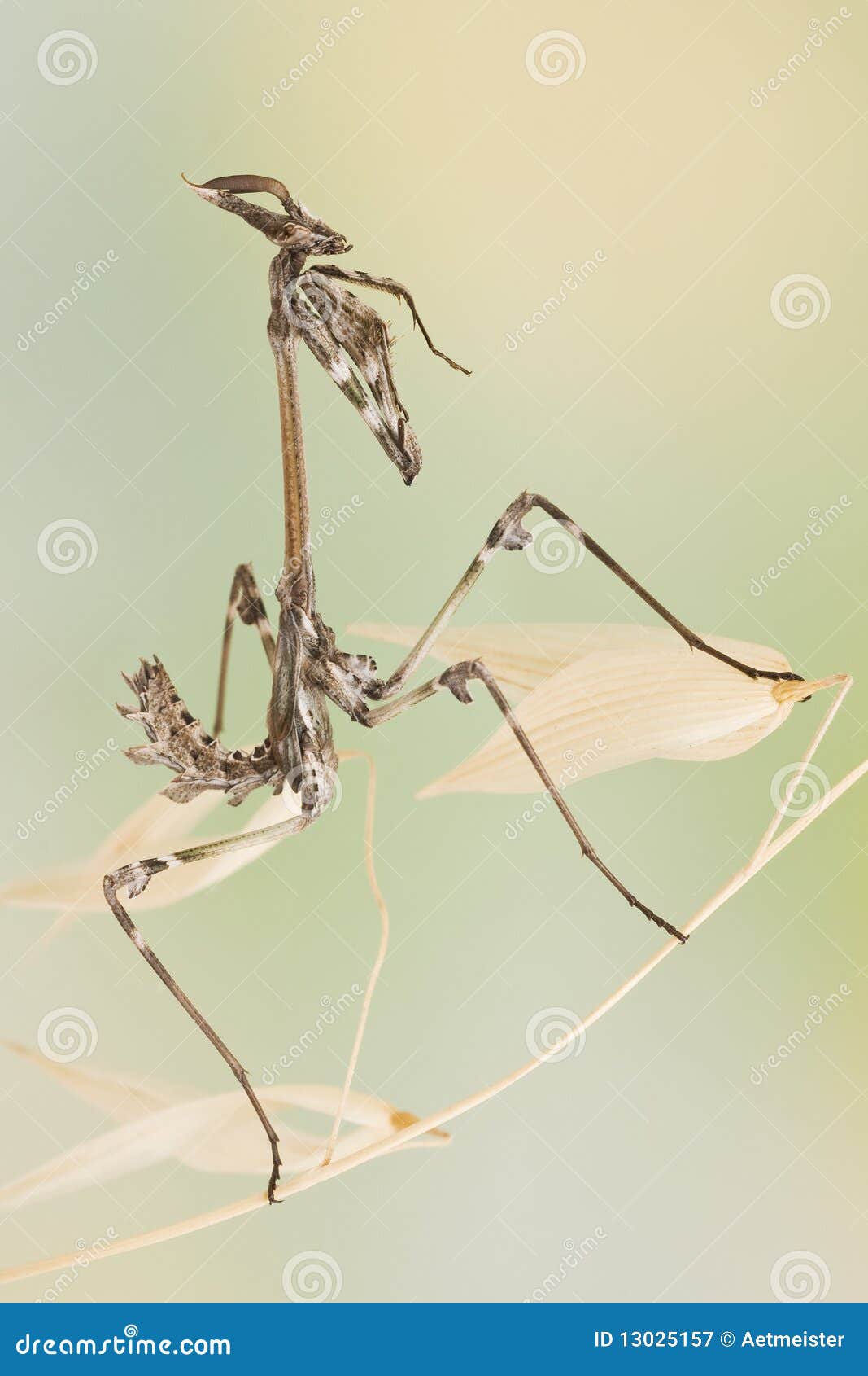 Empusa pennata insect stock image. Image of empusa, eclose - 13025157