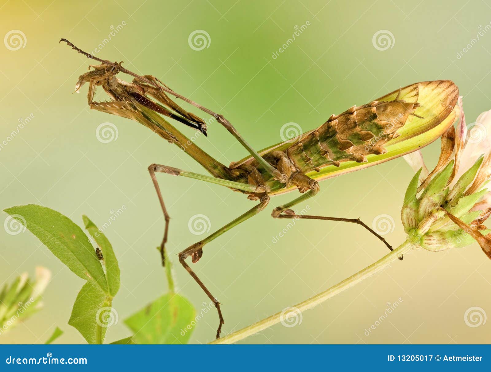 Empusa pennata insect stock image. Image of details, antennas - 13205017