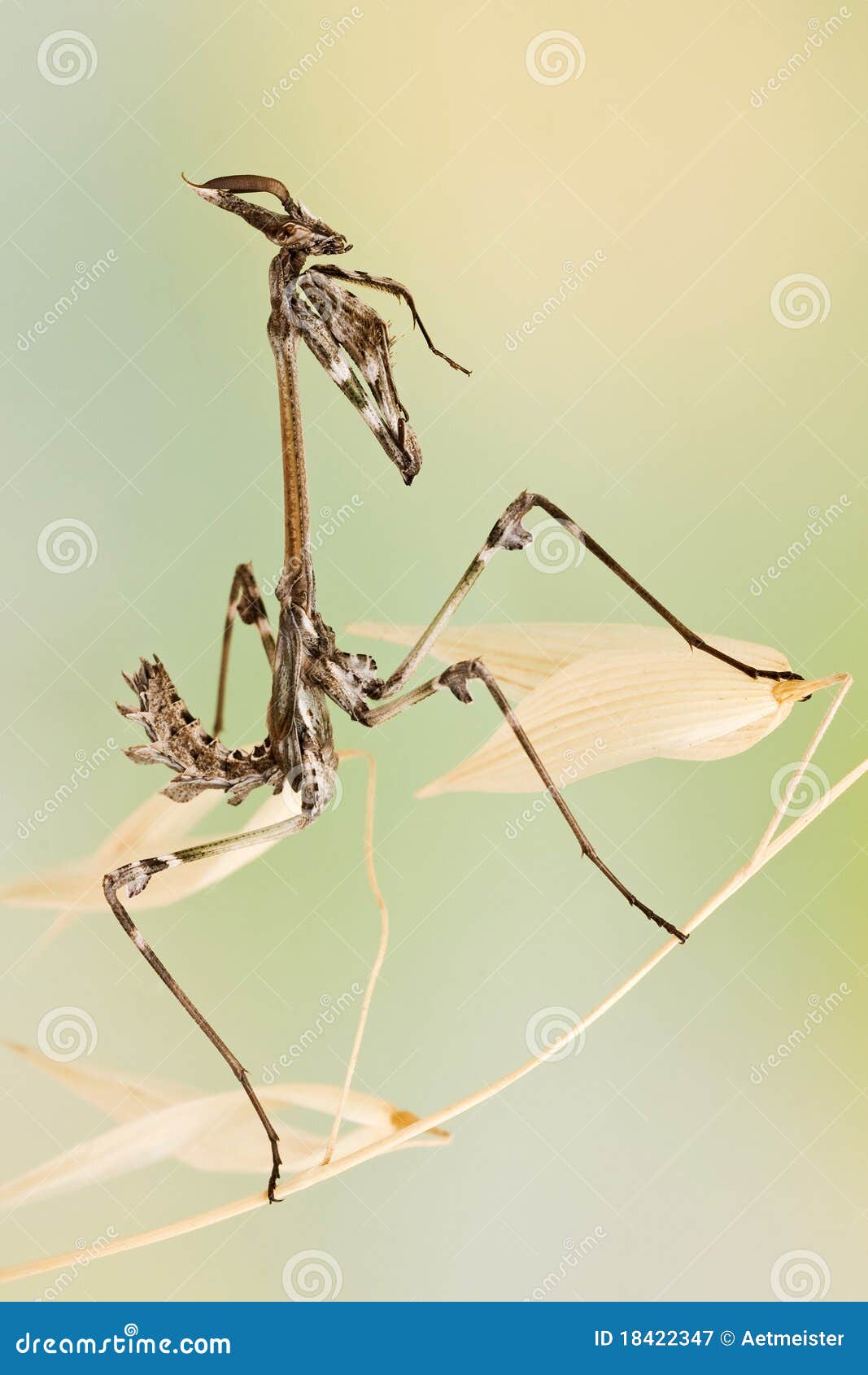 Empusa pennata insect stock image. Image of lizard, branch - 18422347