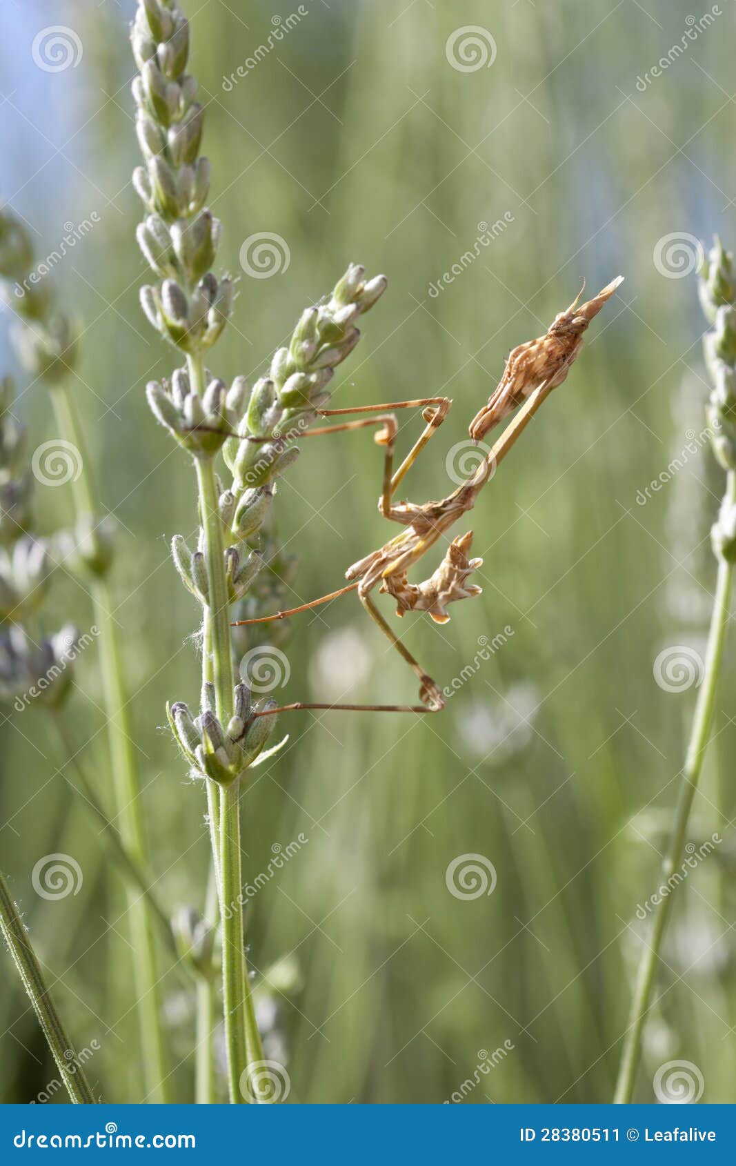 Empusa Pennata Mantis in Rosemary Stock Image - Image of night, mantis ...