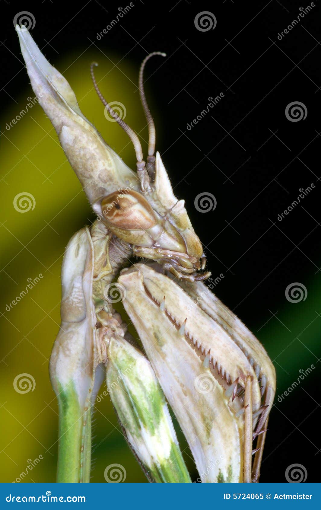 Empusa pennicornis stock image. Image of macro, white - 5724065
