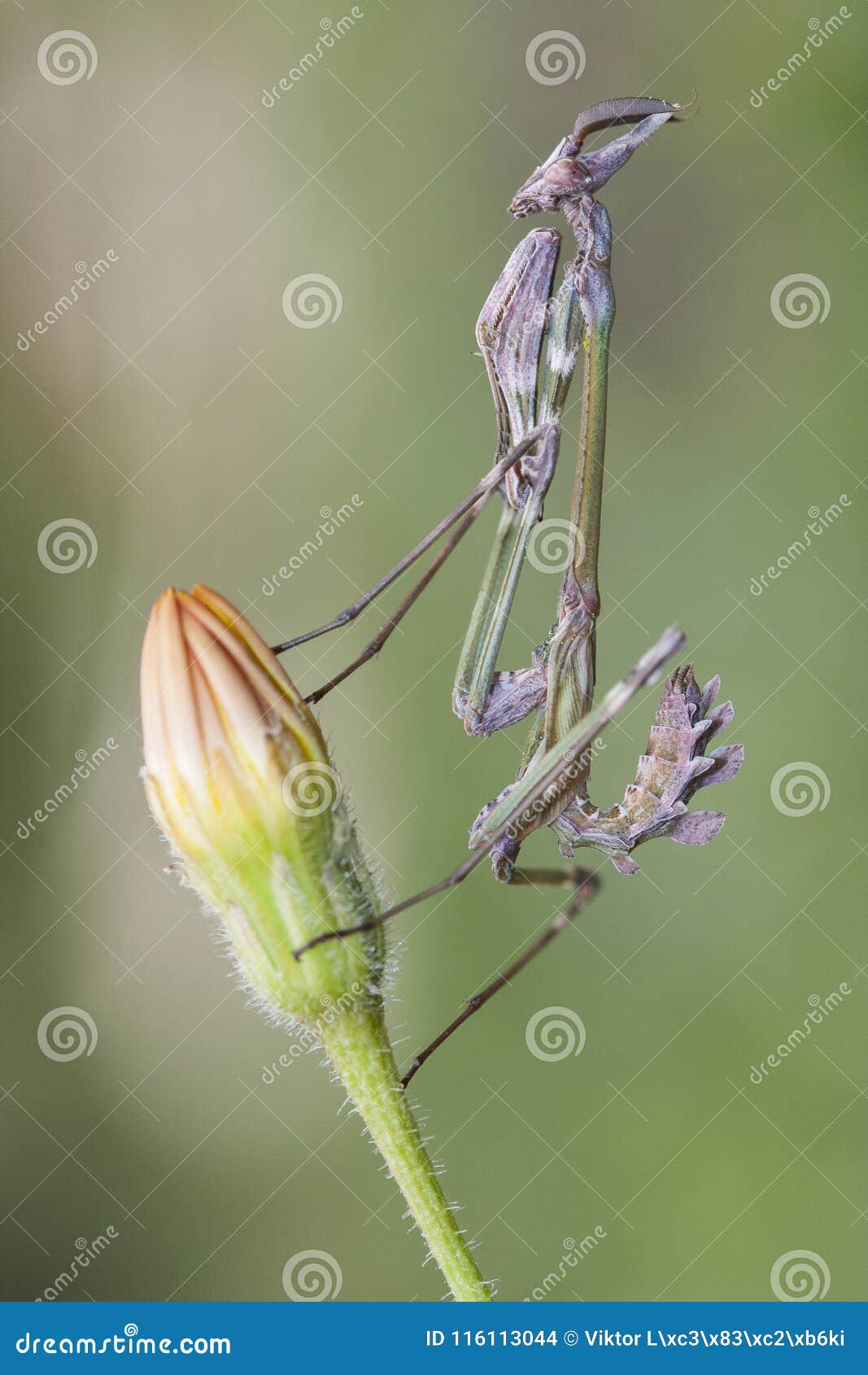 Empusa Sp. in Turkey, Conehead Mantis Stock Photo - Image of close ...