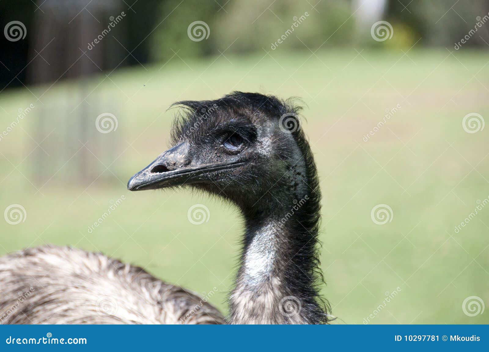 Emu stock image. Image of animal, outside, neck, large - 10297781