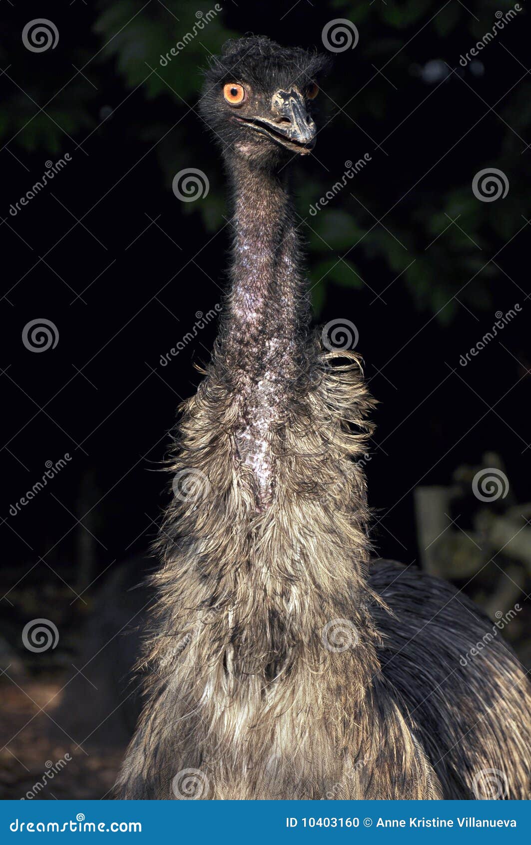 Emu stock photo. Image of farming, feathers, large, black - 10403160