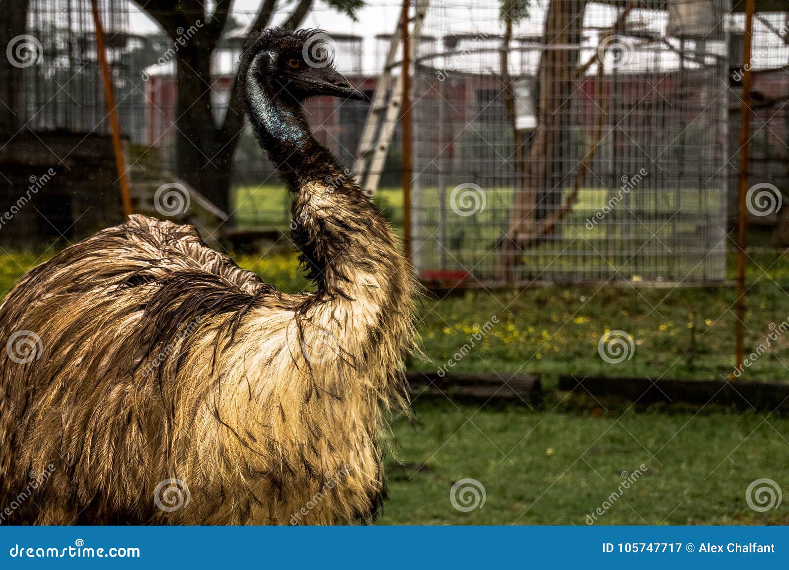 Emu stockbild. Bild von zaun, regen, tier, gras - 105747717