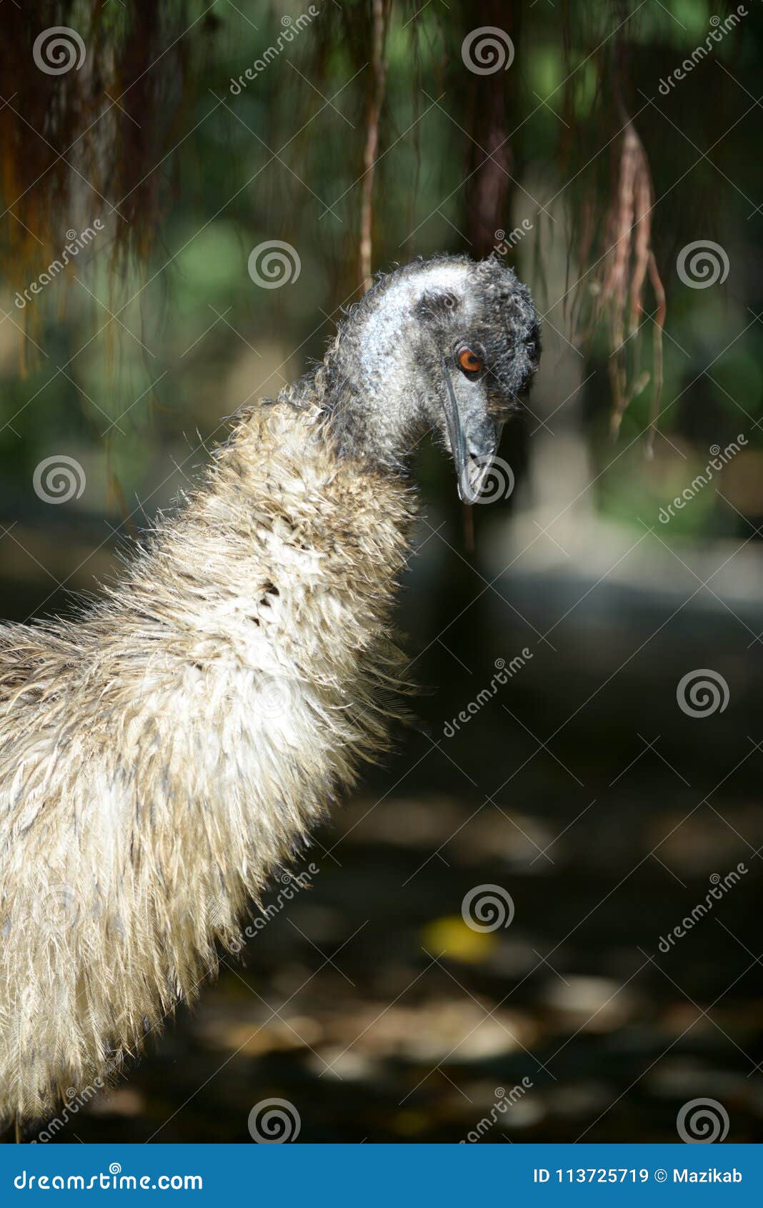 Emu stockbild. Bild von fauna, wüste, hinterland, paare - 113725719