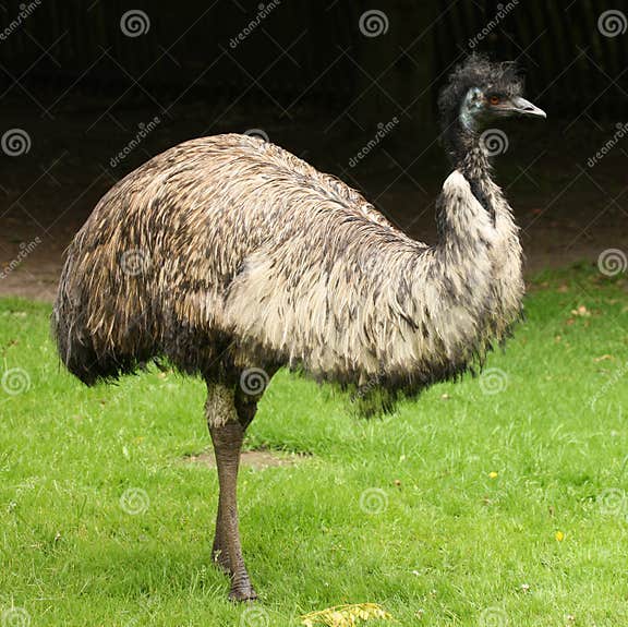 Emu stock image. Image of single, feathers, wild, endangered - 11624891