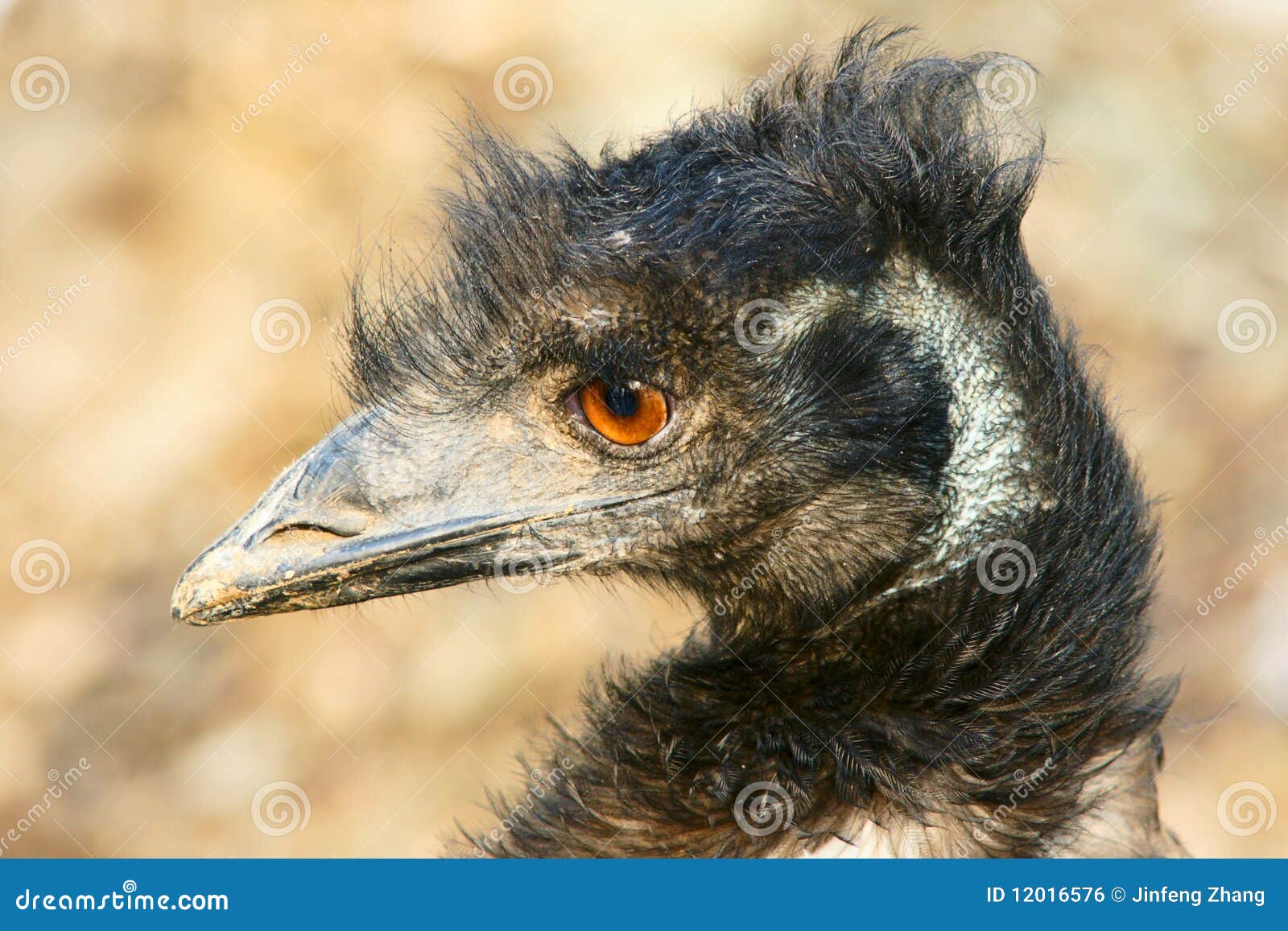 Emu stock photo. Image of close, feather, head, black - 12016576