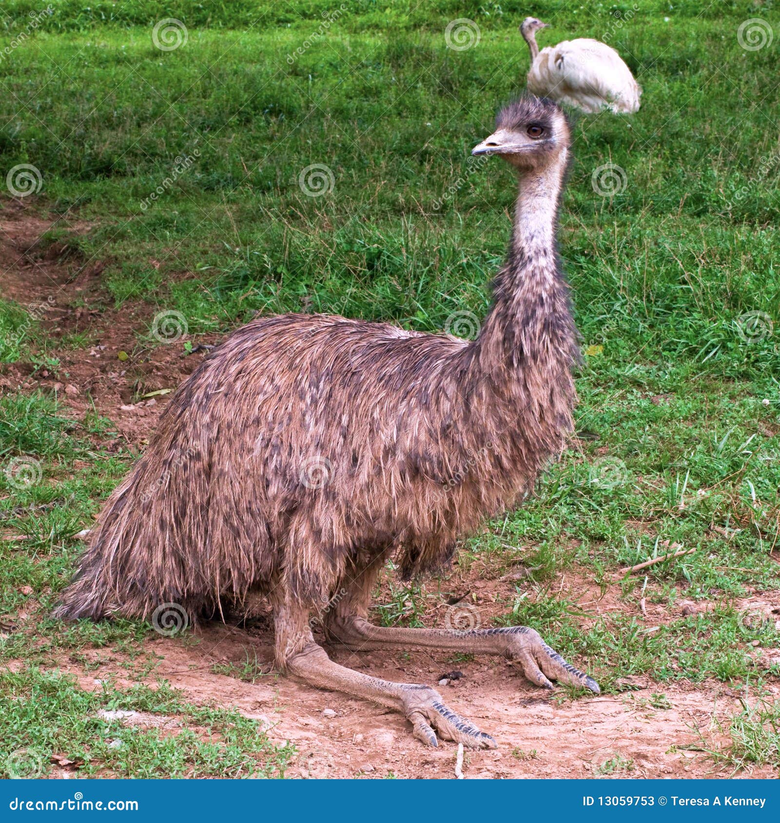 Emu Stock Photos - Image: 13059753