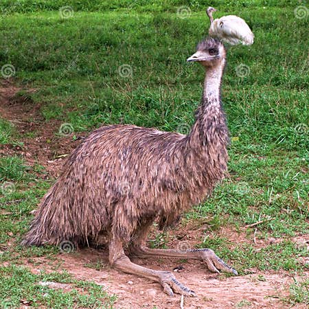 Emu stock image. Image of outdoor, large, adult, flightless - 13059753