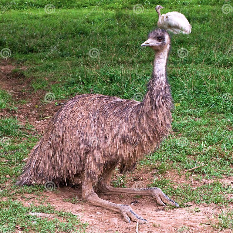 Emu stock image. Image of outdoor, large, adult, flightless - 13059753