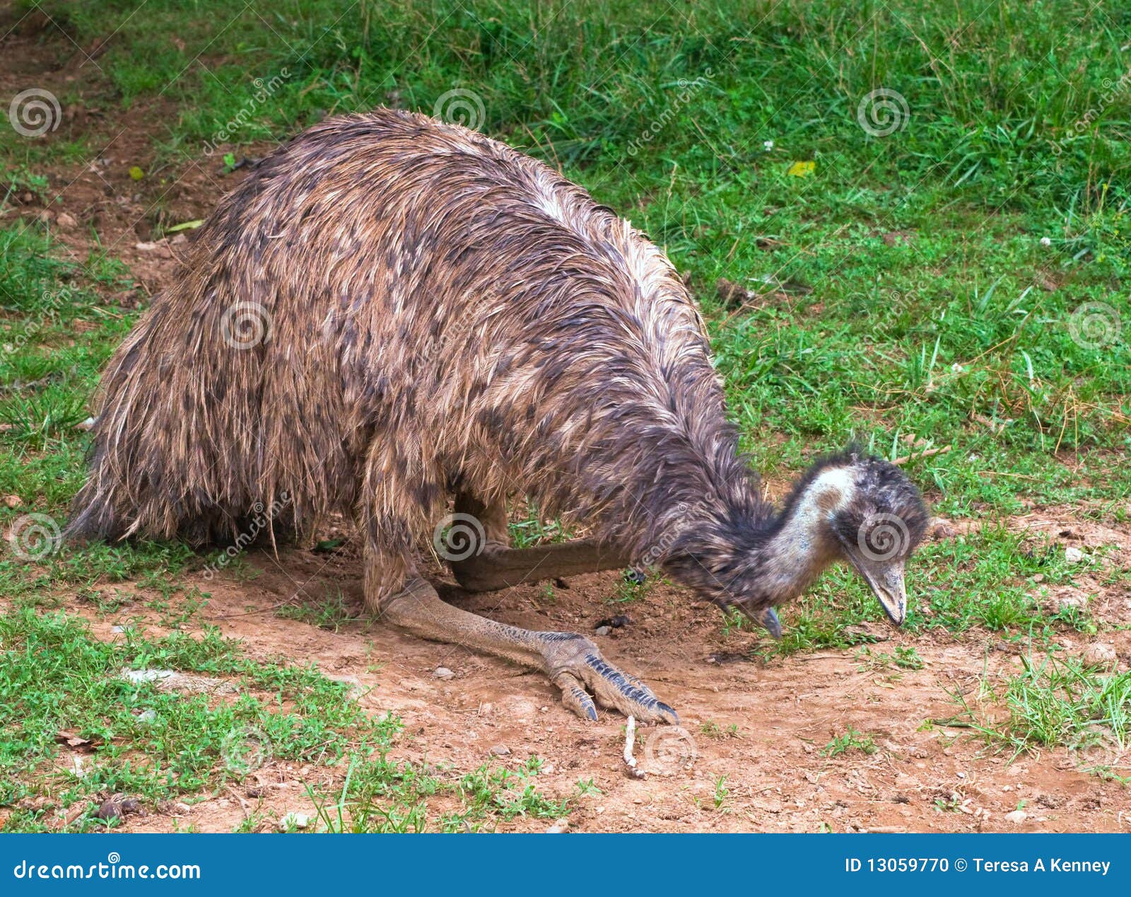Emu stock photo. Image of outdoor, outdoors, laying, coloured - 13059770