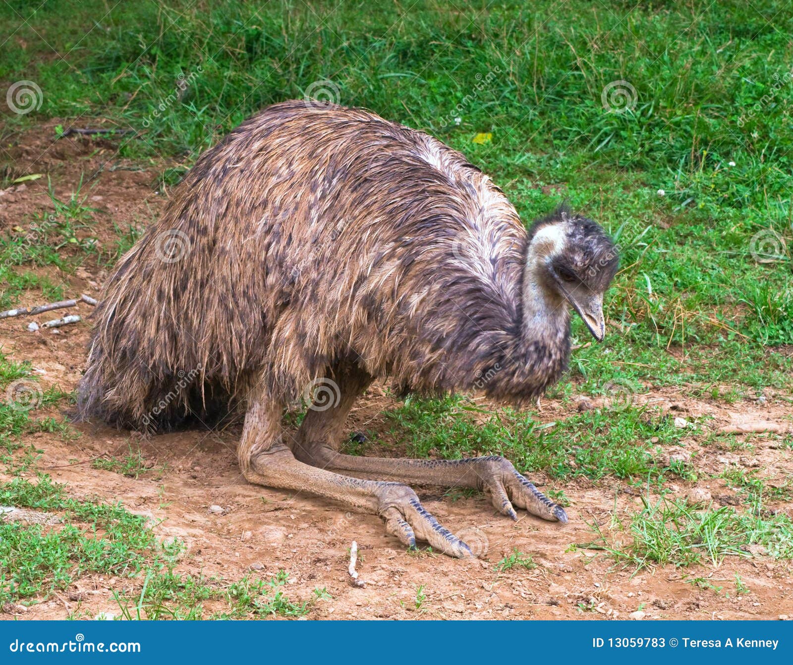 Emu stock image. Image of green, black, juvenile, animal - 13059783
