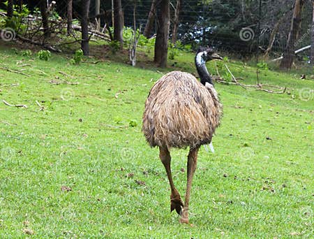 Emu stock image. Image of coloured, outdoor, land, grass - 13059819