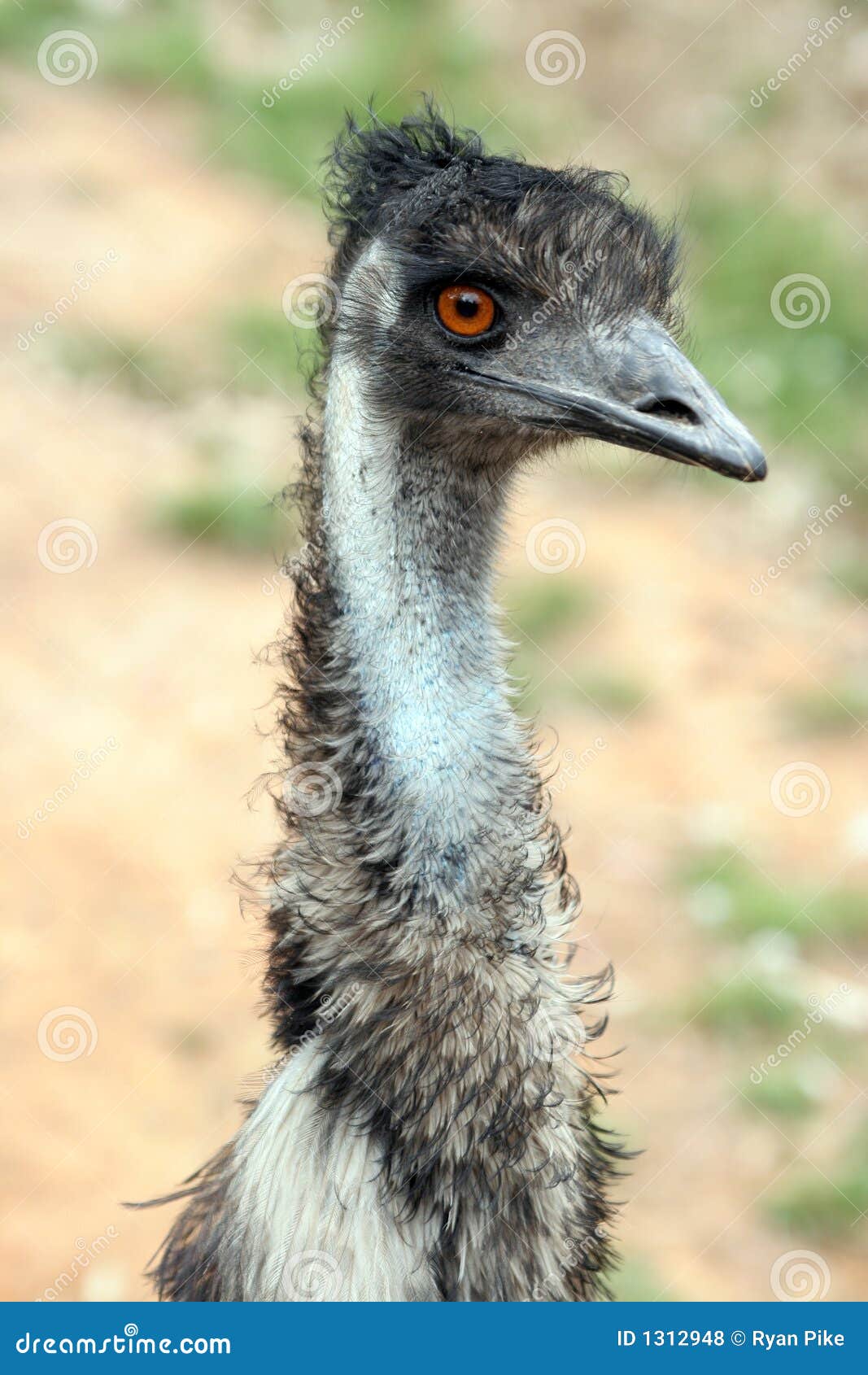 Emu stock photo. Image of posing, heads, wildlife, animal - 1312948
