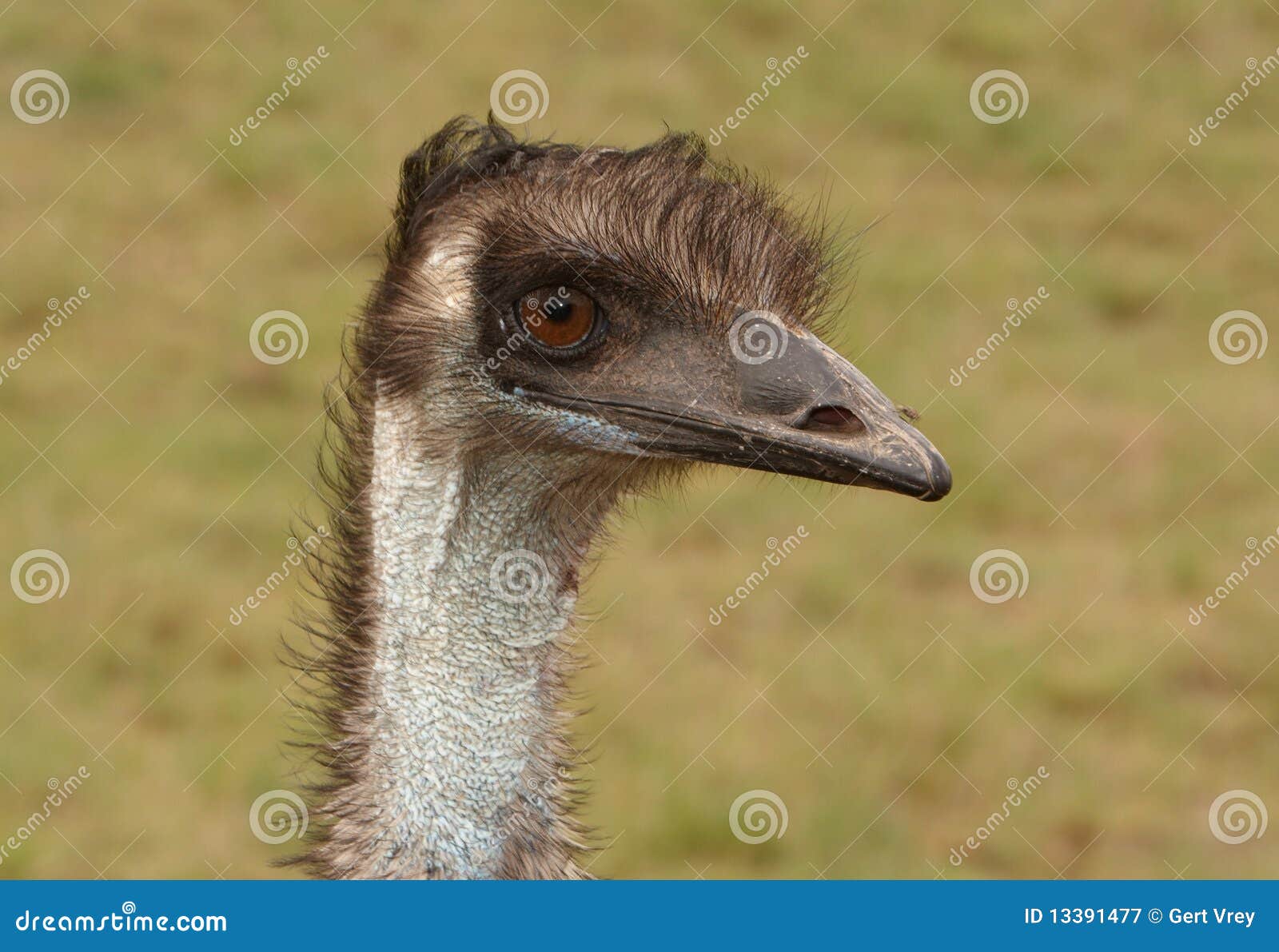 Emu stock image. Image of crown, rare, wattle, plover - 13391477