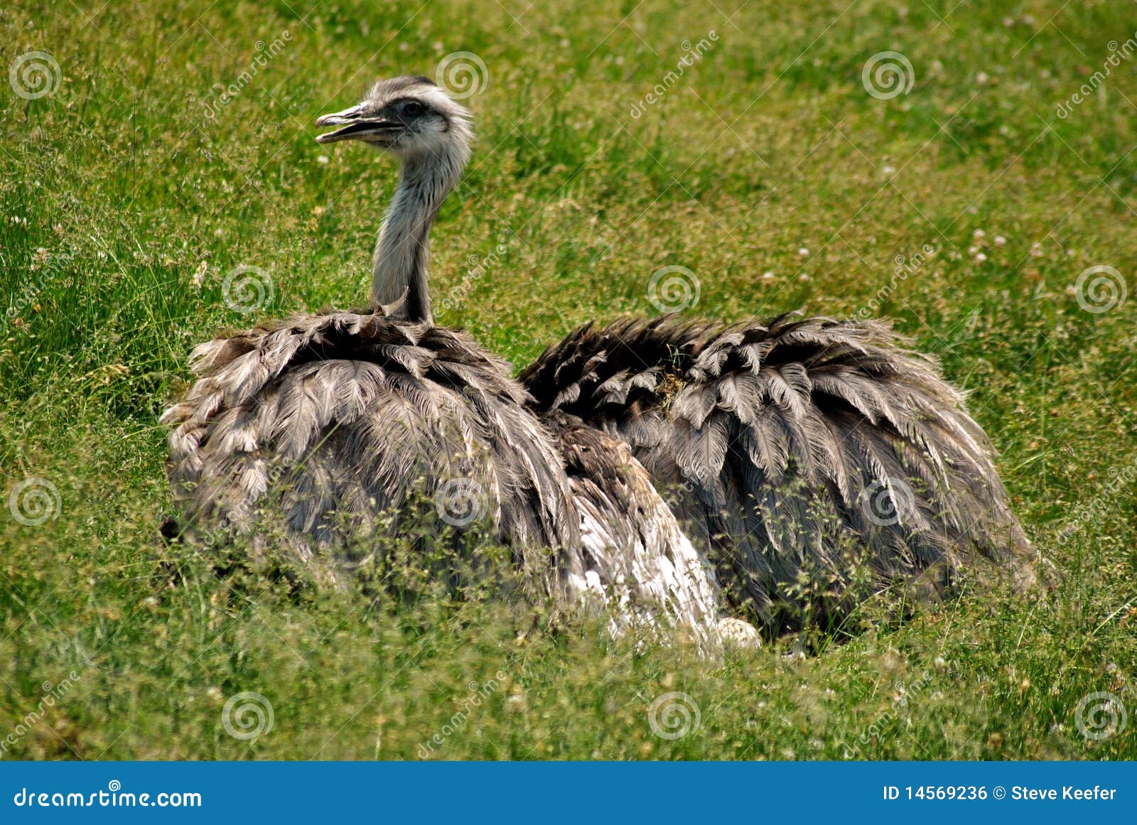 Emu stock photo. Image of hatch, eggs, nature, ostrich - 14569236