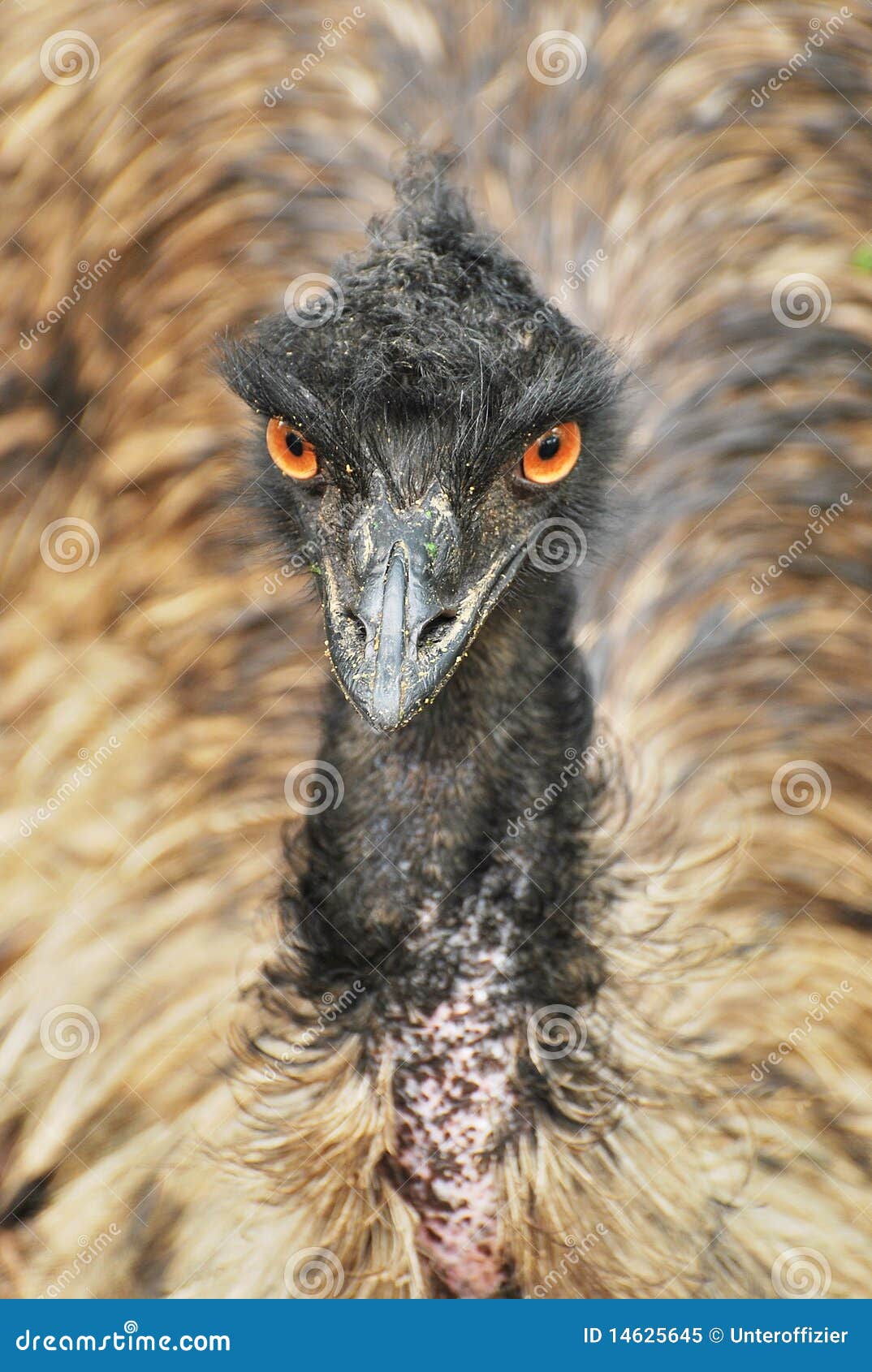 Emu stock image. Image of biology, reach, bird, captivity - 14625645