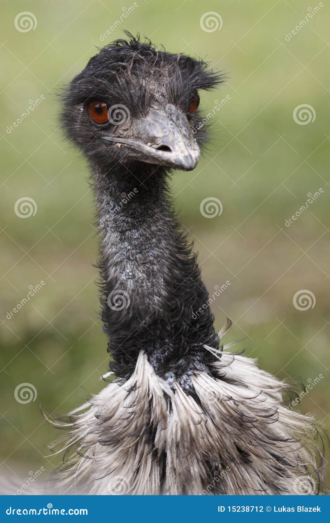 Emu stock photo. Image of novaehollandiae, bird, dromaius - 15238712