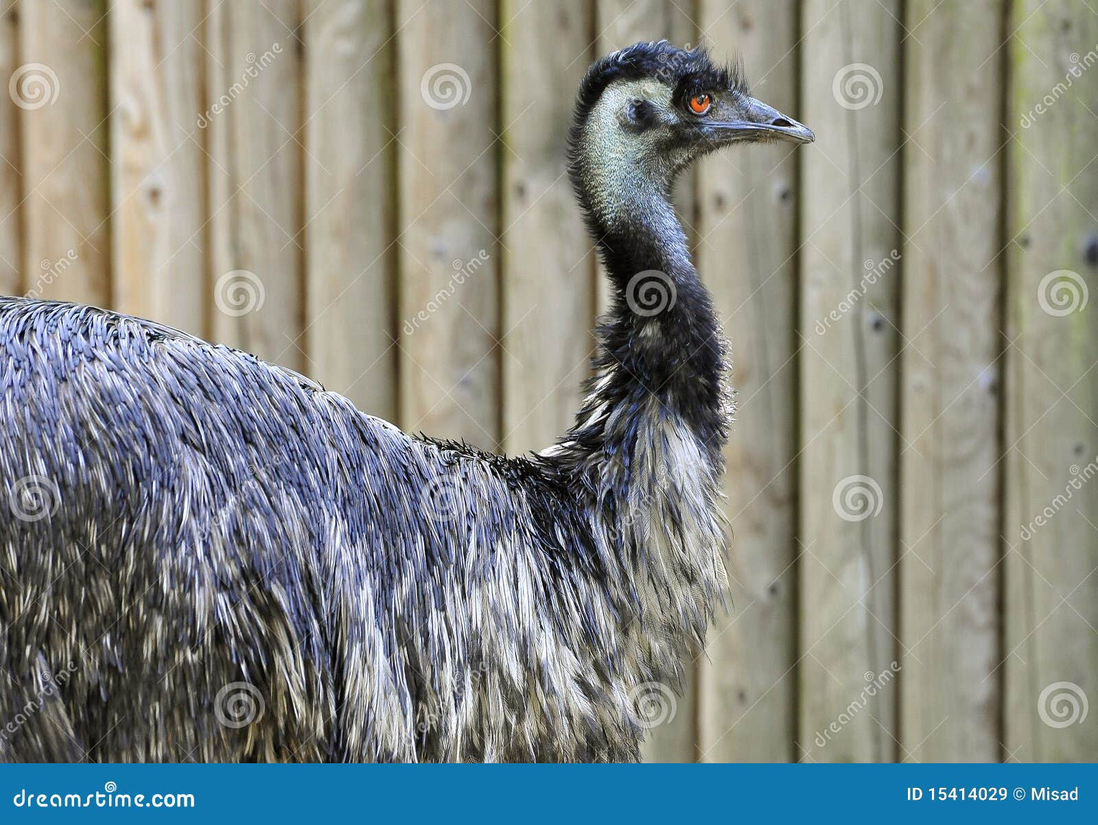Emu stock image. Image of fowl, danger, ostrich, face - 15414029