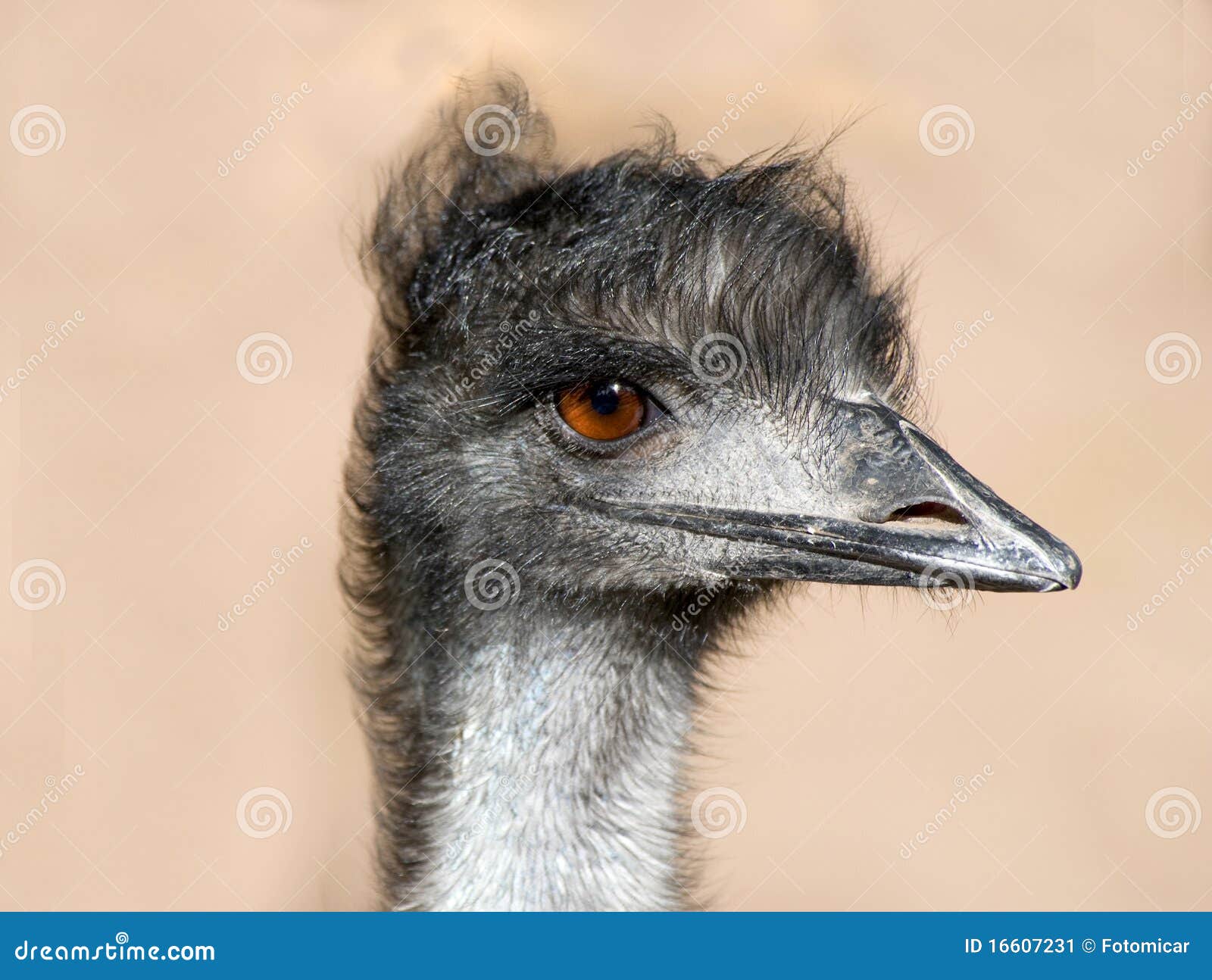 Emu stock image. Image of plants, australia, fast, nomadic - 16607231