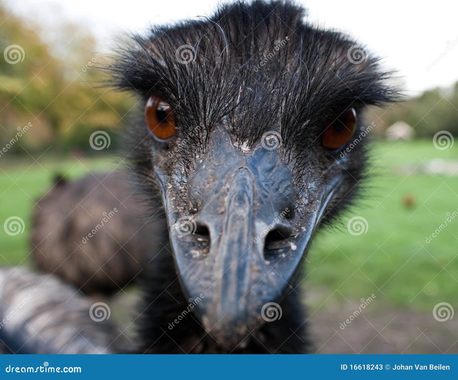 Emu stock image. Image of dromaius, nature, closeup, close - 16618243