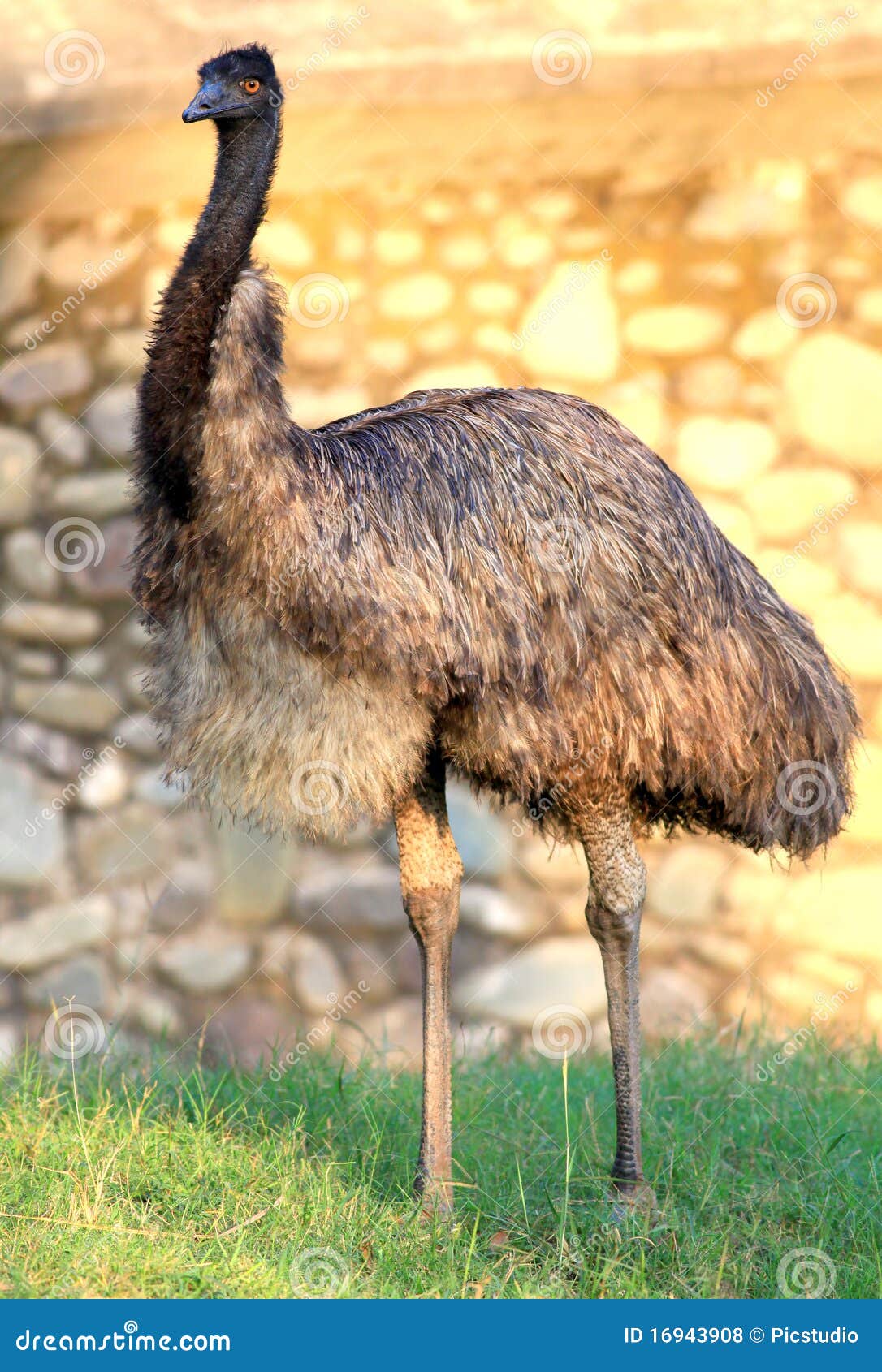 Emu Bird