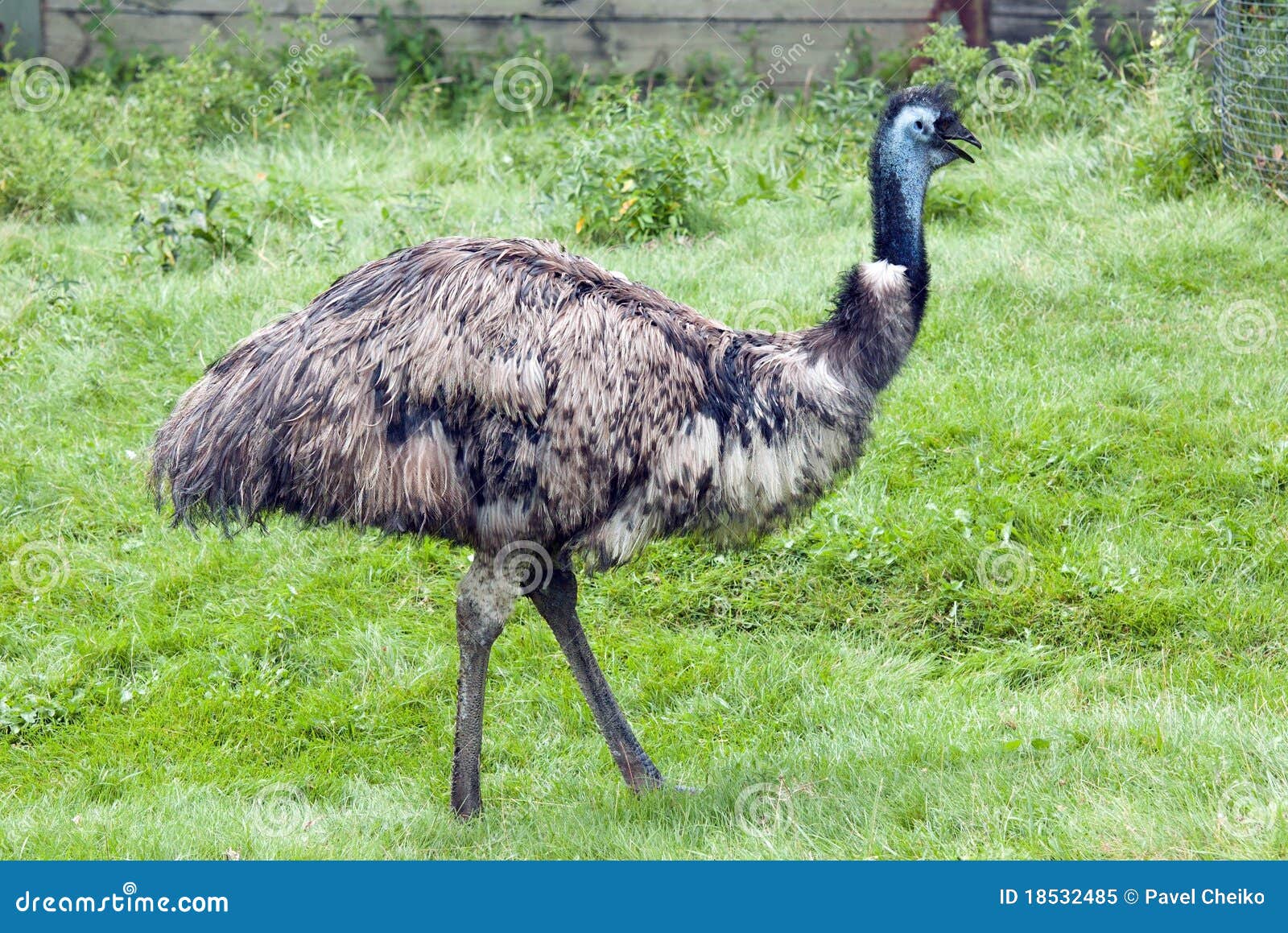 Emu stock image. Image of ostrich, male, rhea, grass - 18532485