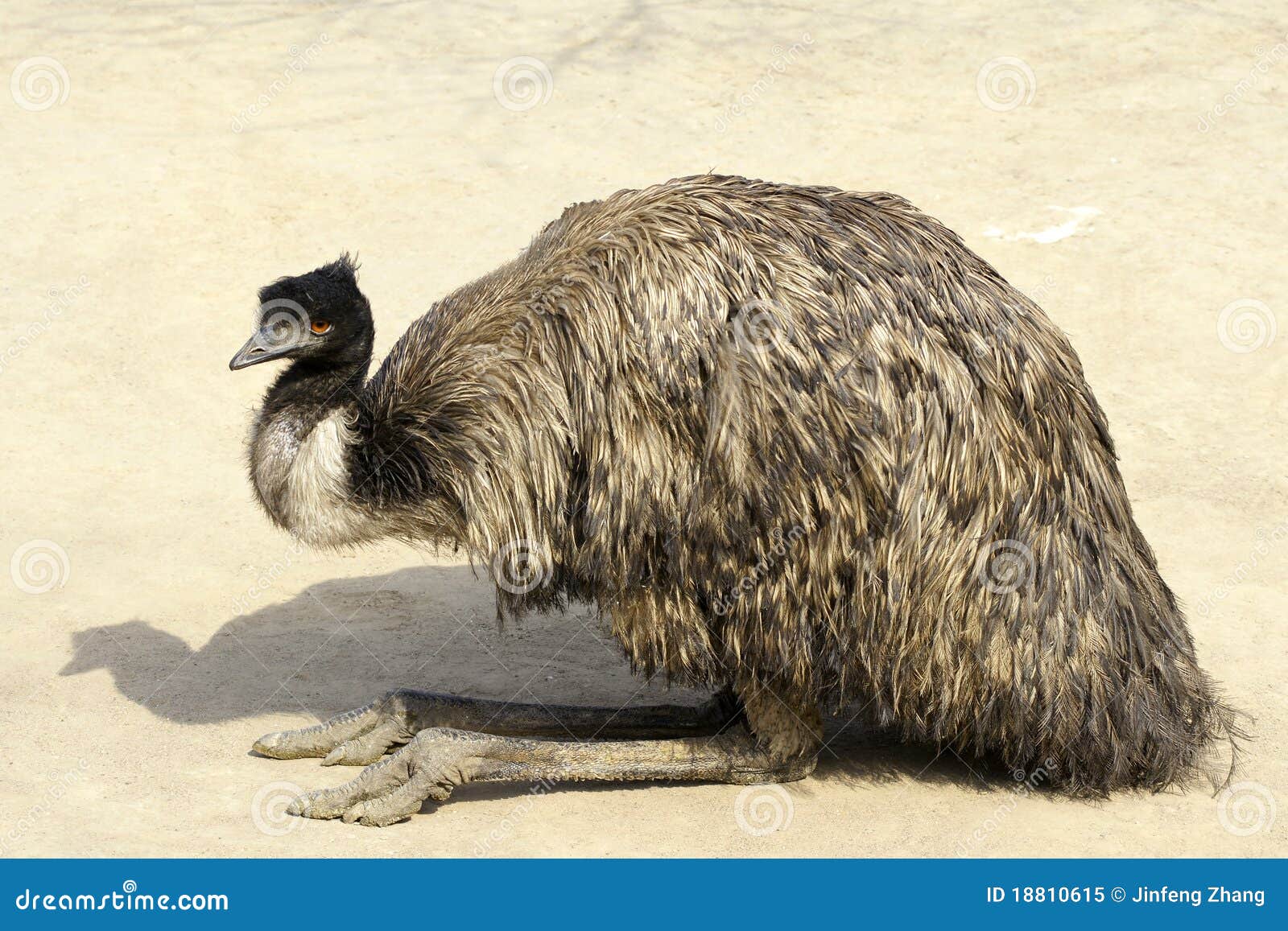 Emu stock image. Image of alone, bird, australia, birds - 18810615