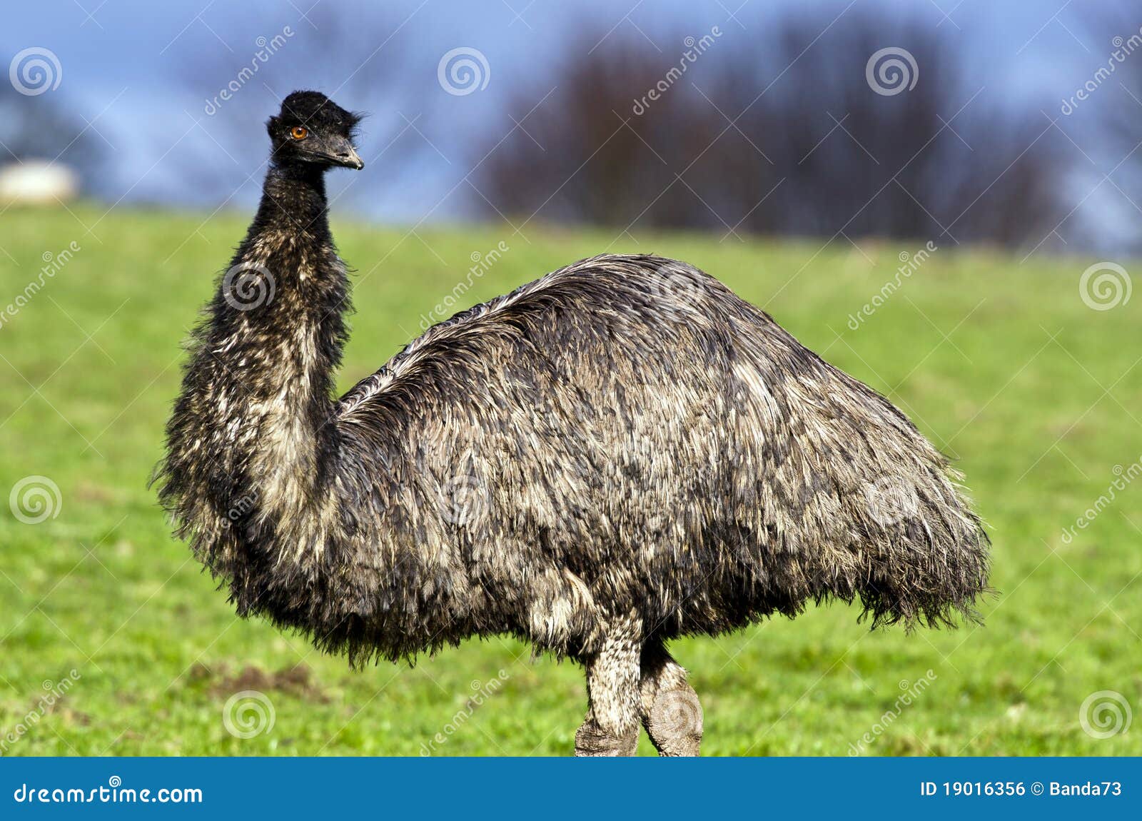 Emu stock photo. Image of head, blue, grey, body, watching - 19016356