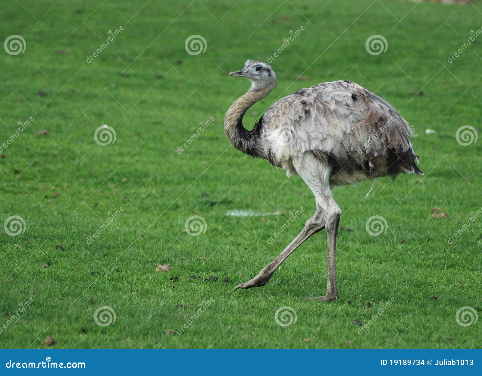 Emu stock photo. Image of walking, head, outdoors, fowl - 19189734